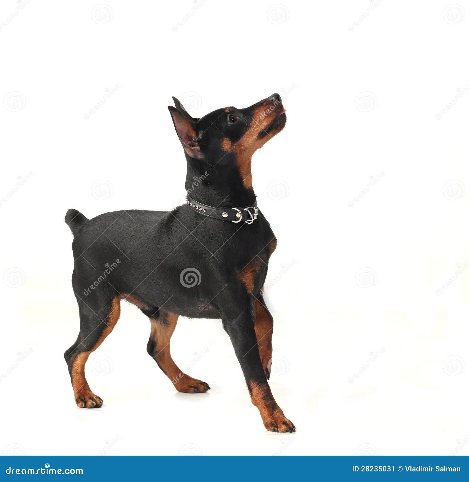 Perro enano del pinscher imagen de archivo. Imagen de adorable - 28235031