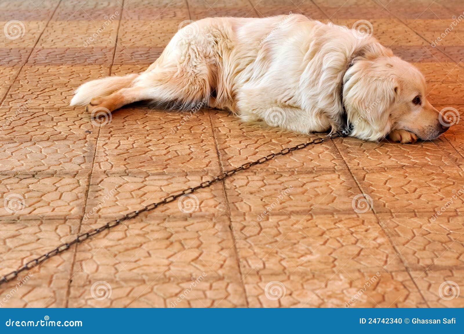 Perro encadenado foto de archivo. Imagen de presionado - 24742340