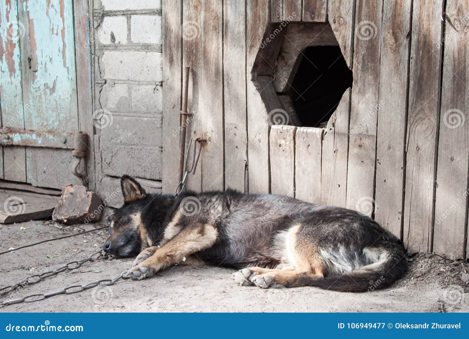 Perro Encadenado Cerca De Perrera Imagen de archivo - Imagen de joven ...