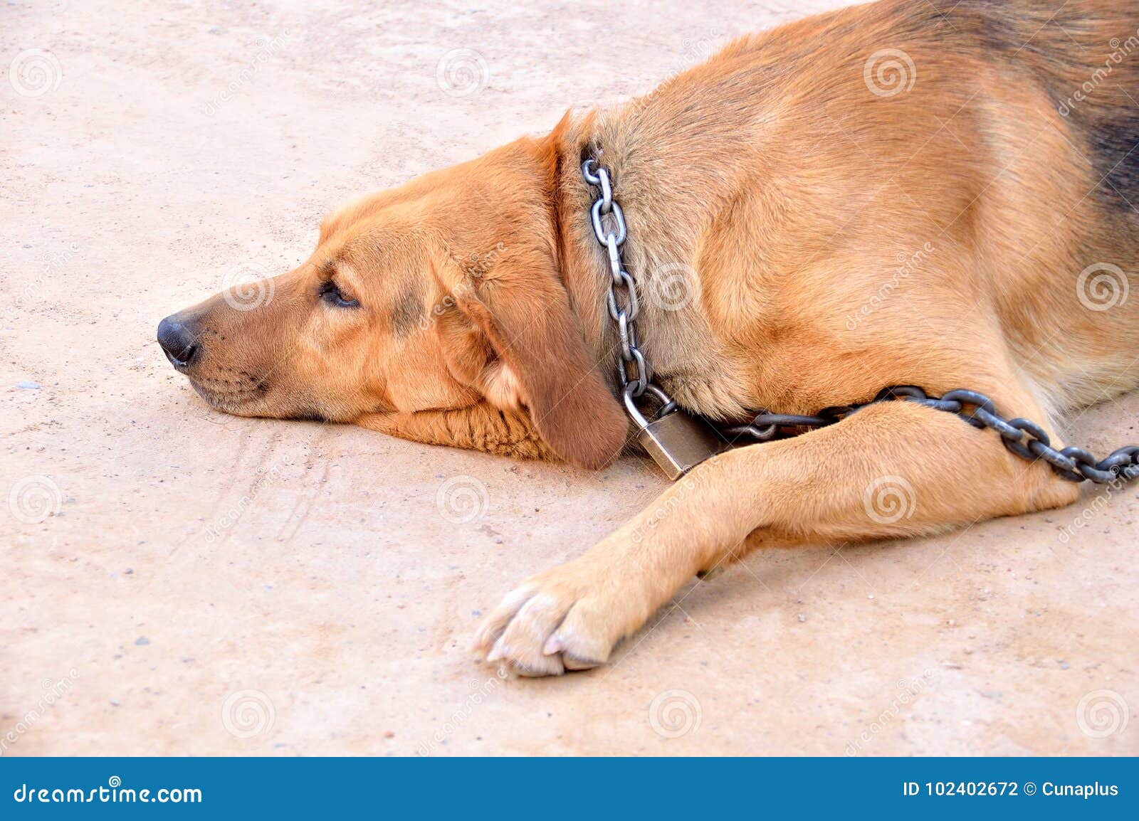 Perro Encadenado Con El Candado Foto de archivo - Imagen de tierra ...
