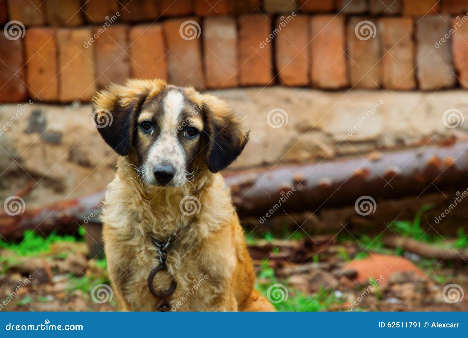Perro encadenado solo imagen de archivo. Imagen de canino - 62511791