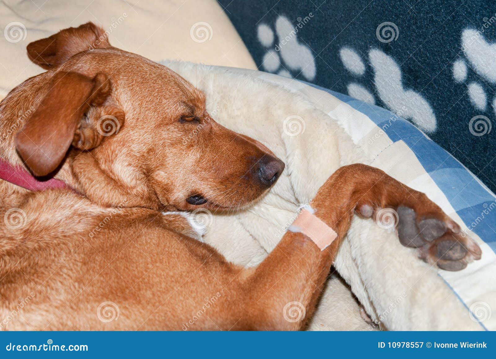 Perro enfermo imagen de archivo. Imagen de animal, tratamiento - 10978557