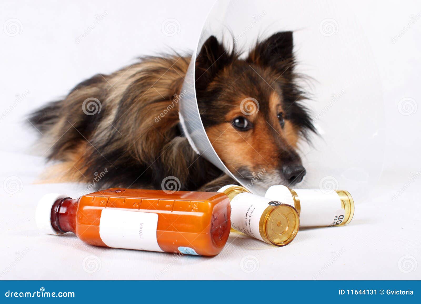 Perro enfermo imagen de archivo. Imagen de canino, perro - 11644131