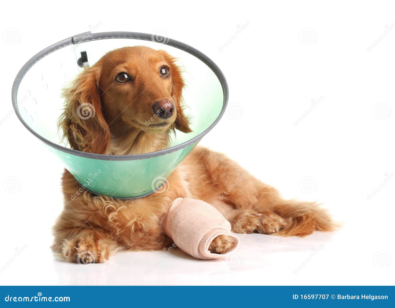 Perro enfermo imagen de archivo. Imagen de emergencia - 16597707