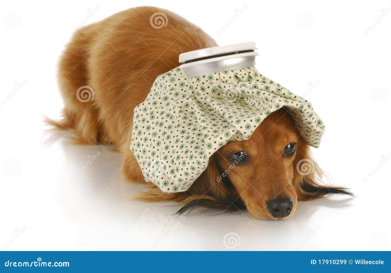 Perro enfermo imagen de archivo. Imagen de enfermedad - 17910299