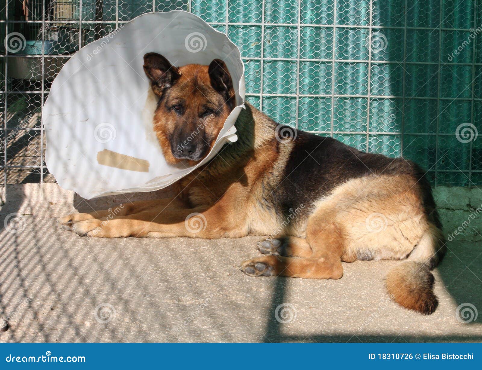 Perro enfermo foto de archivo. Imagen de mascotas, retrato - 18310726