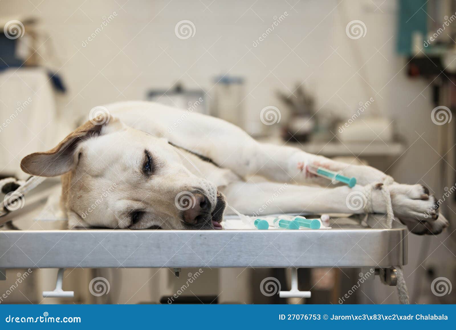 Perro enfermo imagen de archivo. Imagen de enfermedad - 27076753