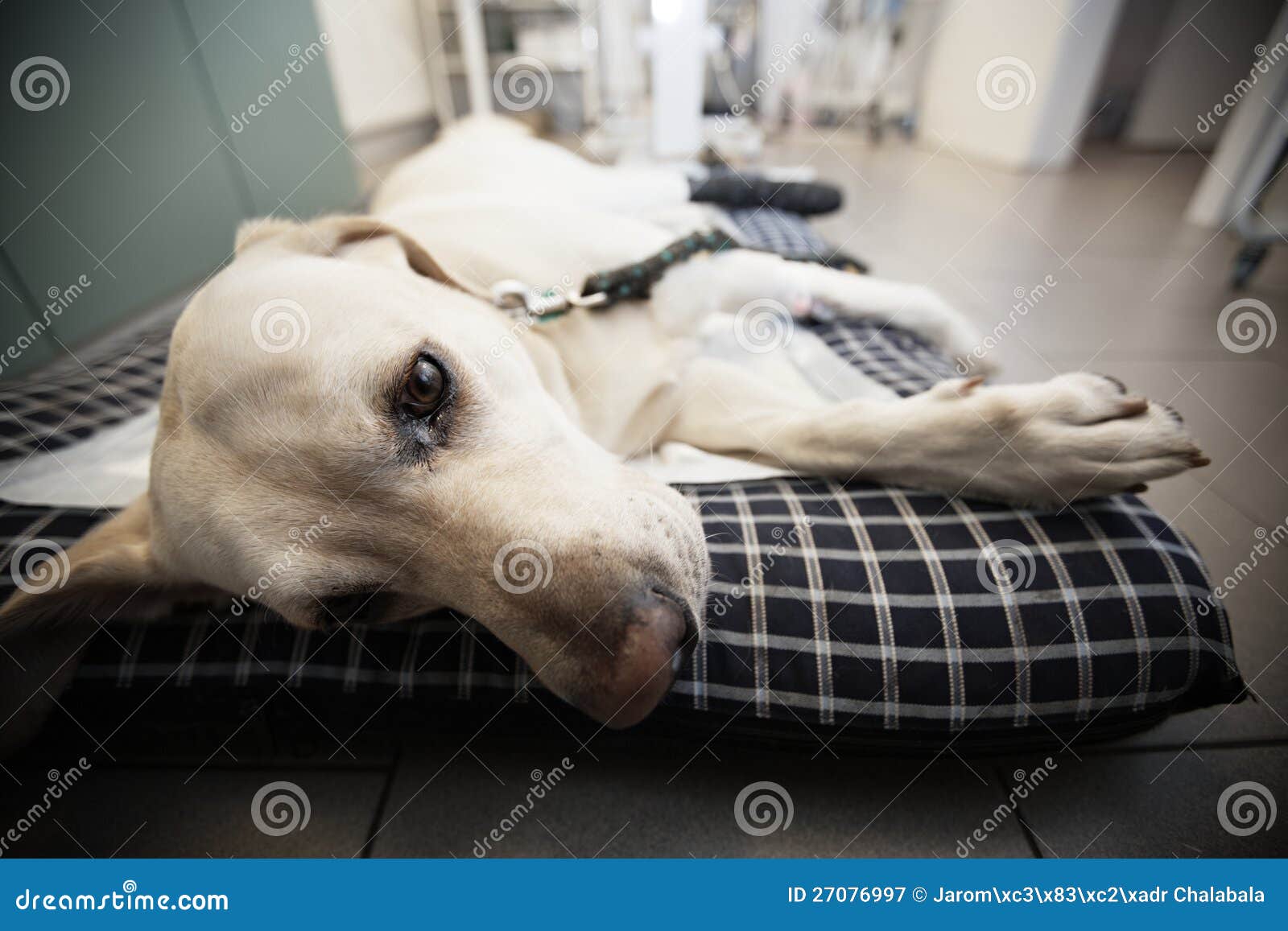 Perro enfermo imagen de archivo. Imagen de canino, cuidado - 27076997