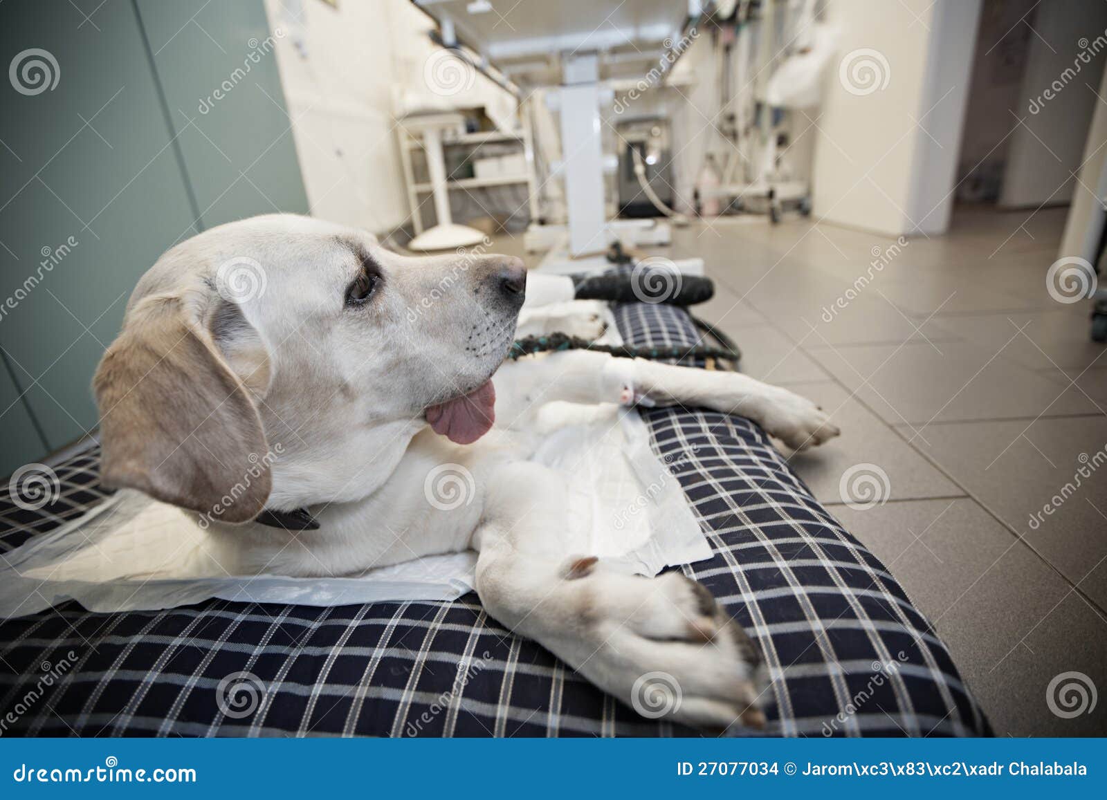 Perro enfermo foto de archivo. Imagen de esperanza, urgente - 27077034