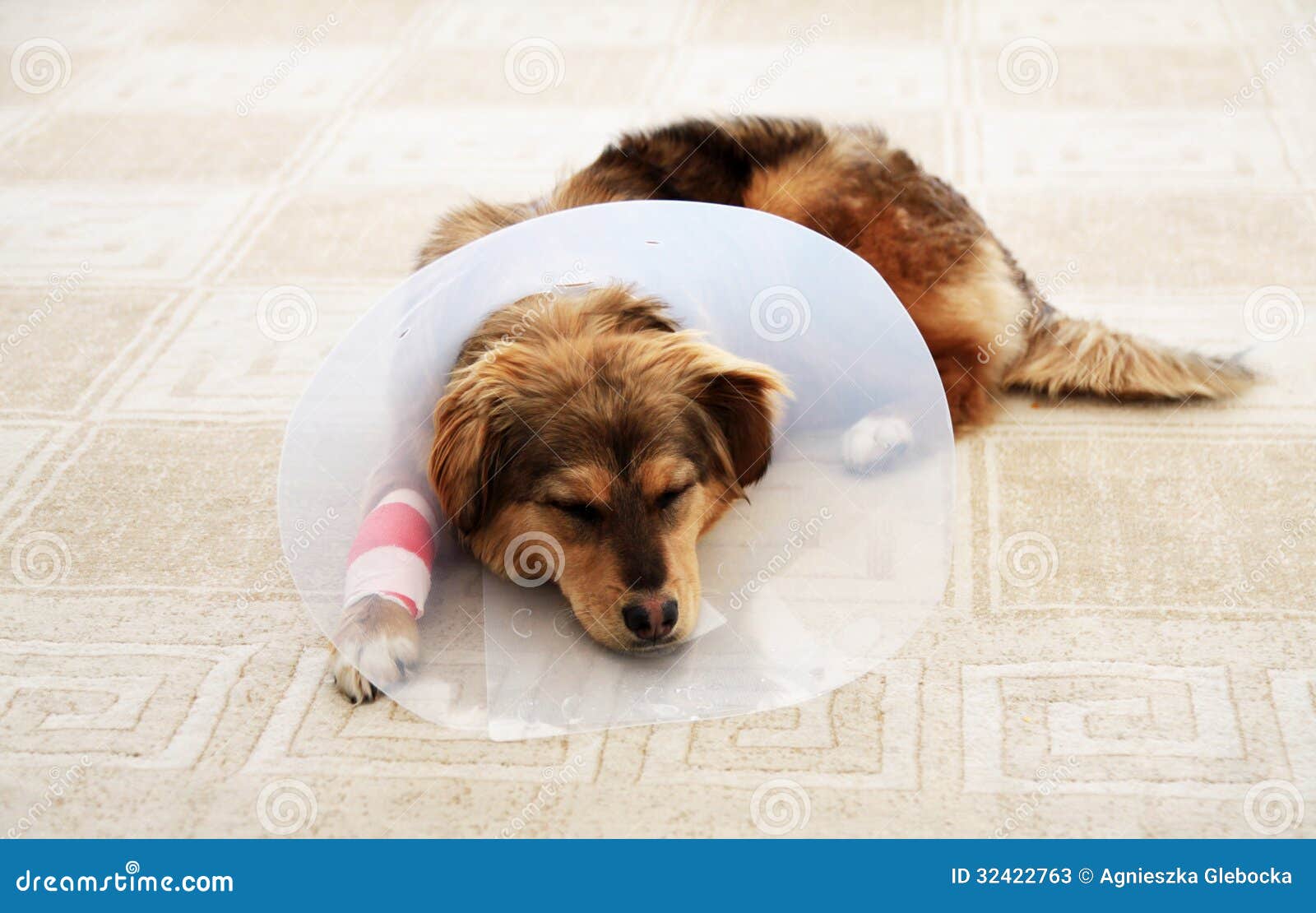 Perro enfermo imagen de archivo. Imagen de canino, arreglo - 32422763