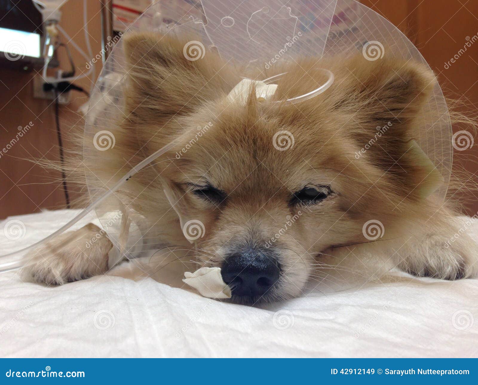 Perro enfermo imagen de archivo. Imagen de emergencia - 42912149