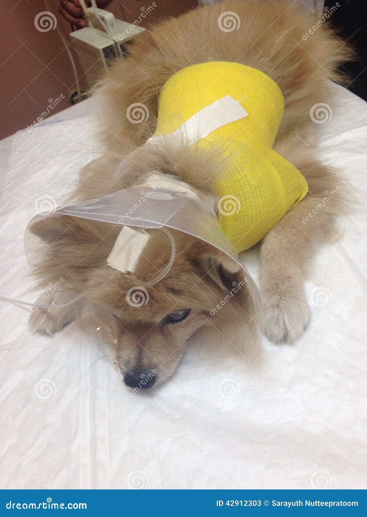 Perro enfermo imagen de archivo. Imagen de animal, emergencia - 42912303