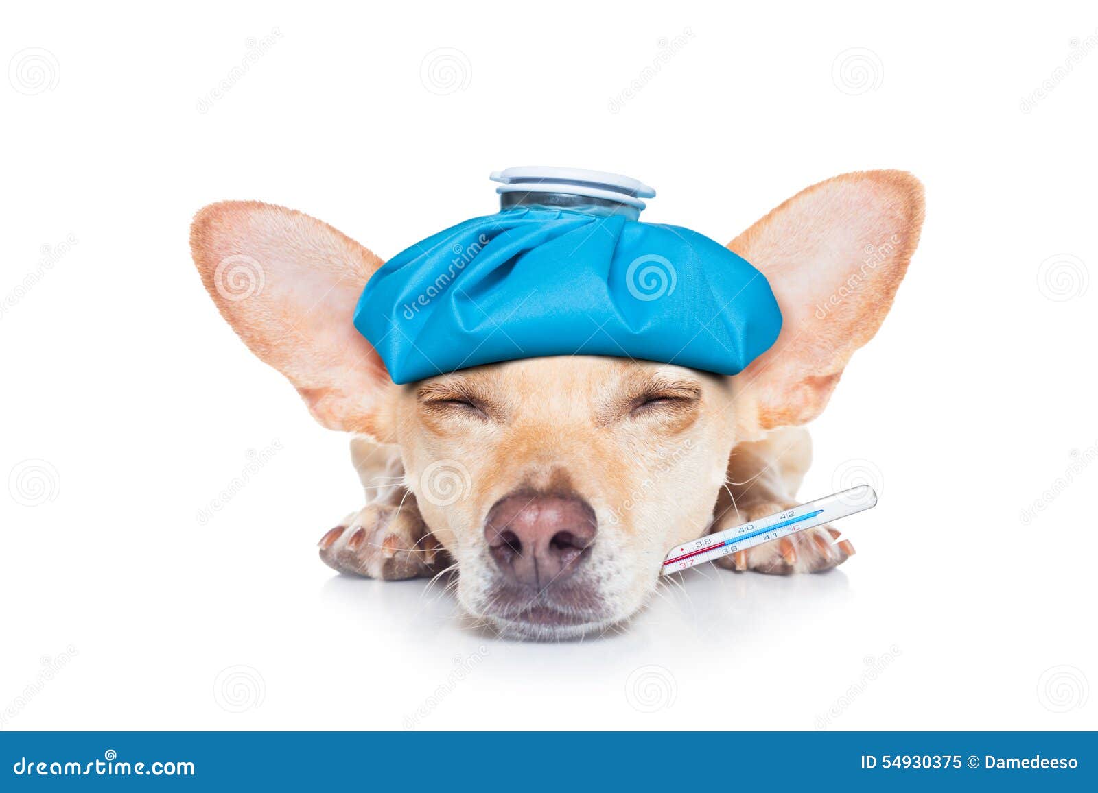 Perro enfermo enfermo imagen de archivo. Imagen de bolso - 54930375