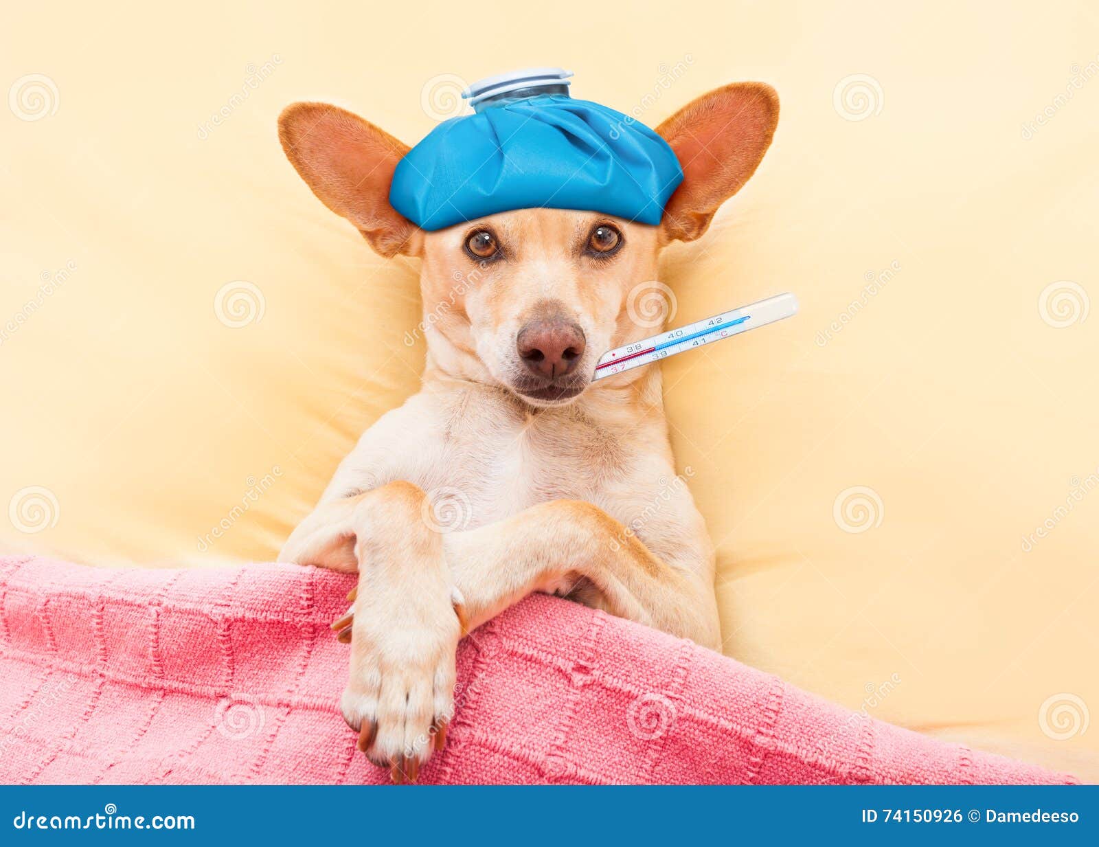 Perro enfermo enfermo foto de archivo. Imagen de recupérese - 74150926
