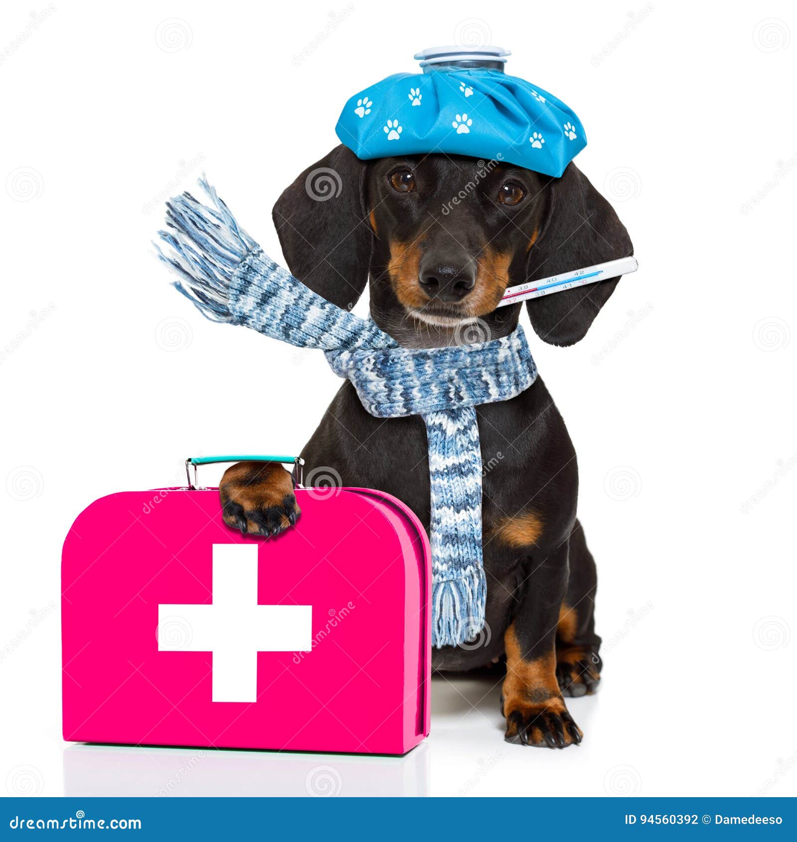 Perro Enfermo Enfermo Con Enfermedad Foto de archivo - Imagen de ...