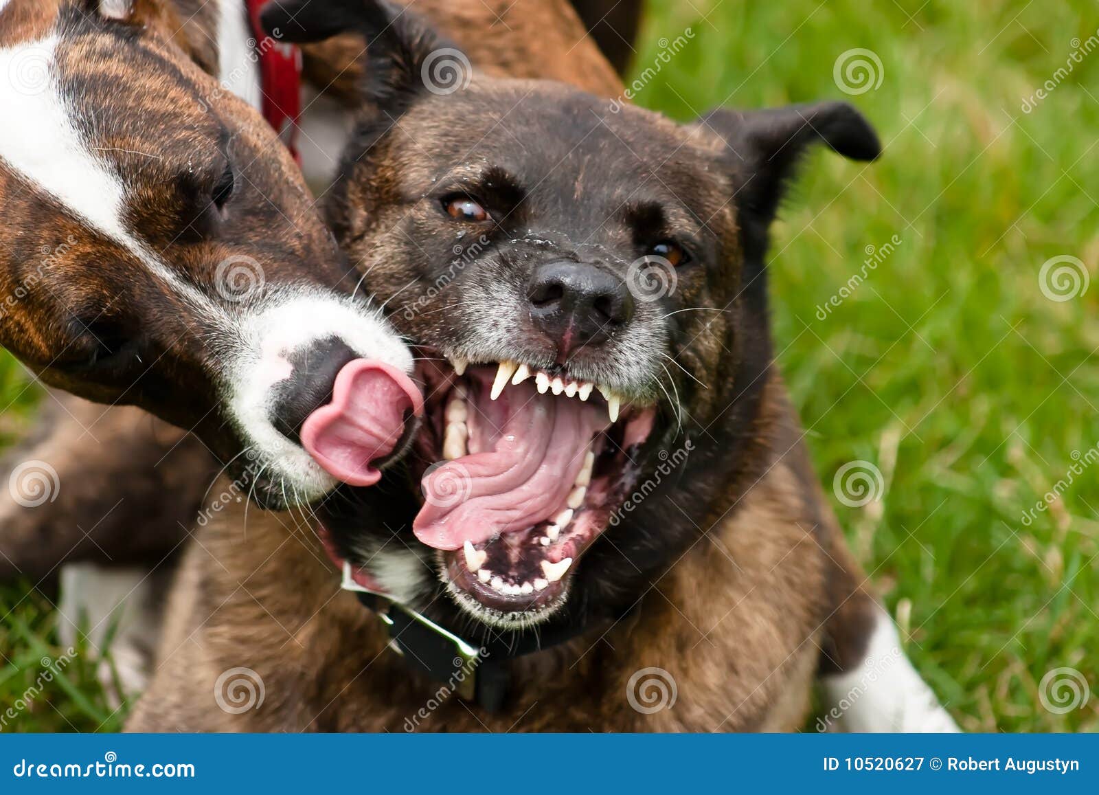 Perro enojado imagen de archivo. Imagen de canino, corteza - 10520627