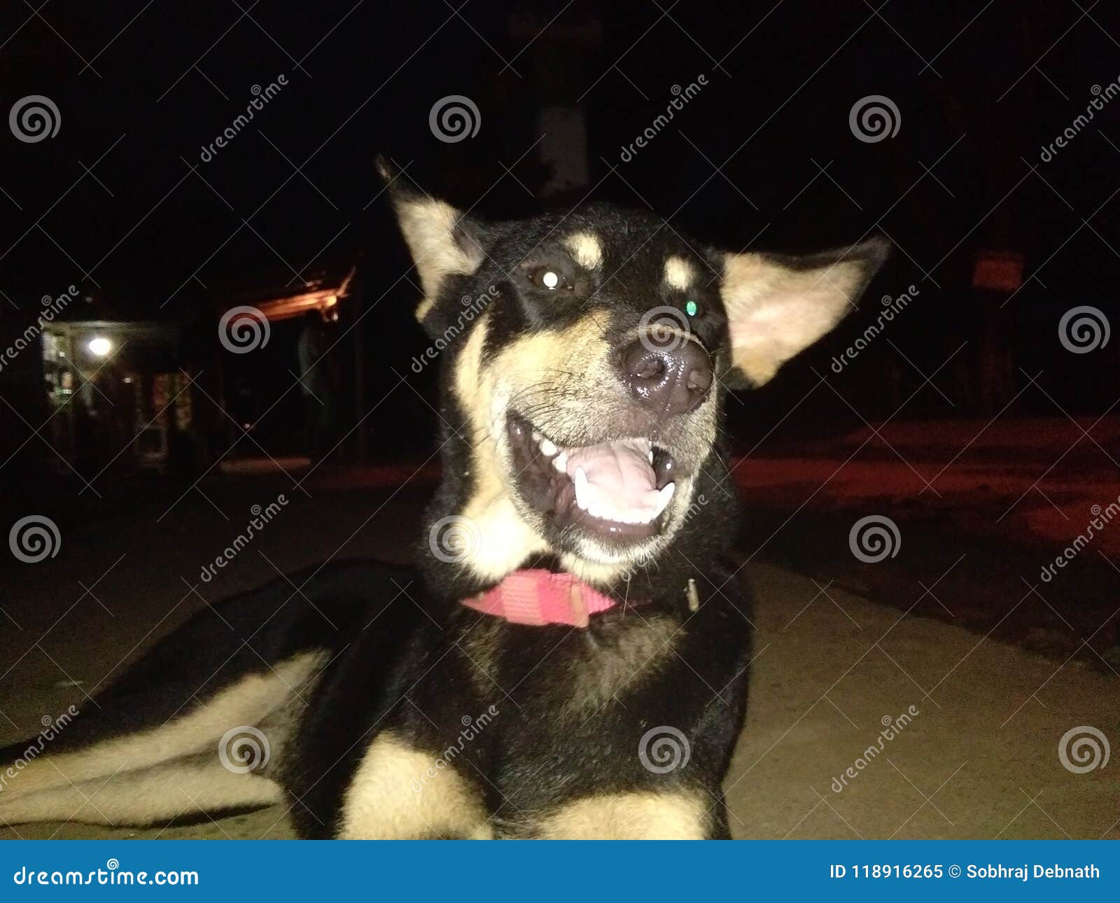 Perro enojado imagen de archivo. Imagen de animal, negro - 118916265