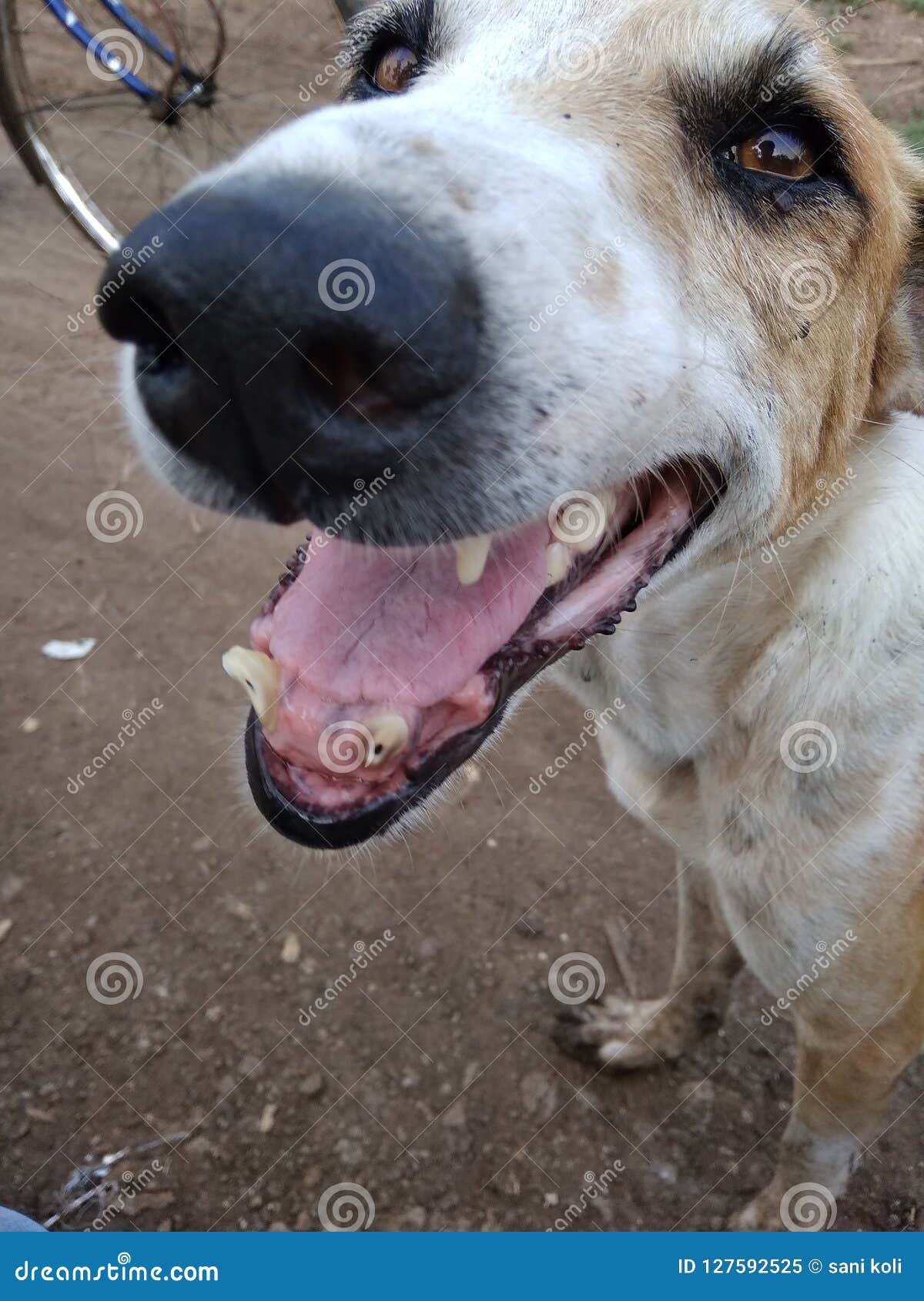 Perro enojado imagen de archivo. Imagen de perro, candidato - 127592525