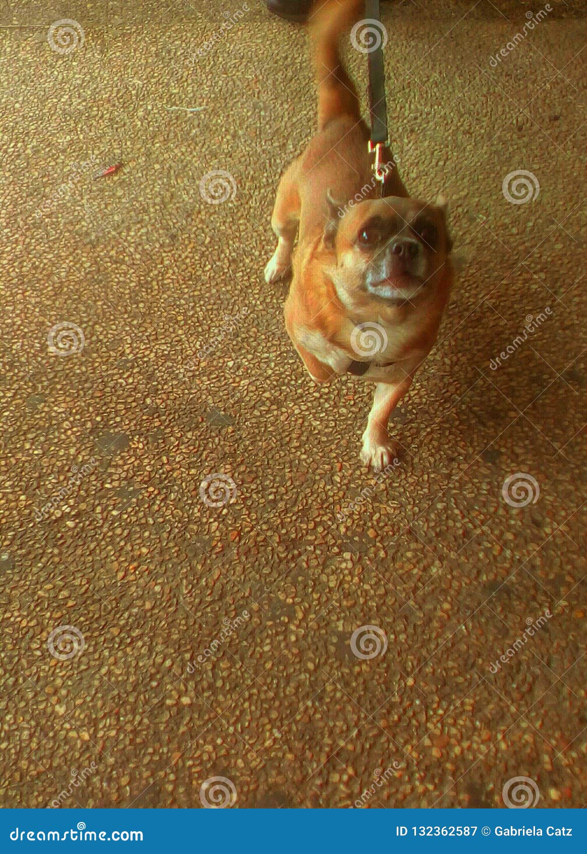 Perro enojado imagen de archivo. Imagen de animal, grande - 132362587