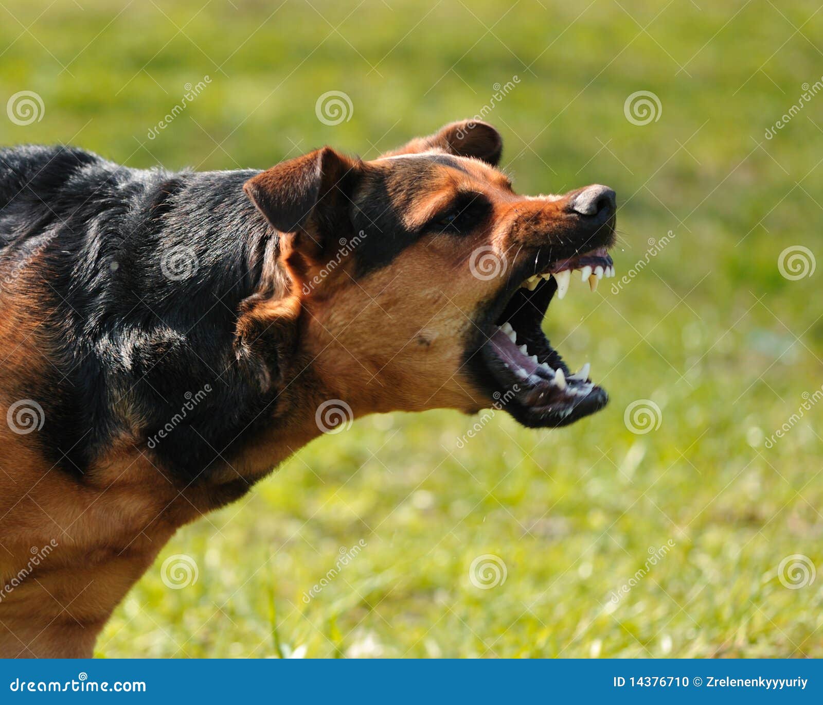 Perro Enojado Foto de archivo - Imagen: 14376710