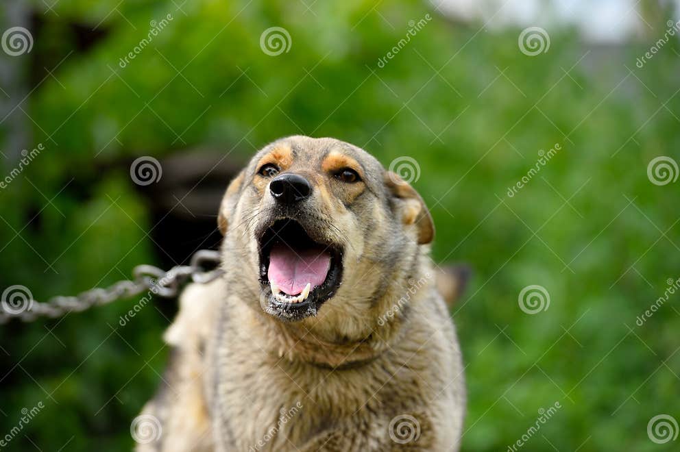 Perro enojado imagen de archivo. Imagen de asustadizo - 163288873