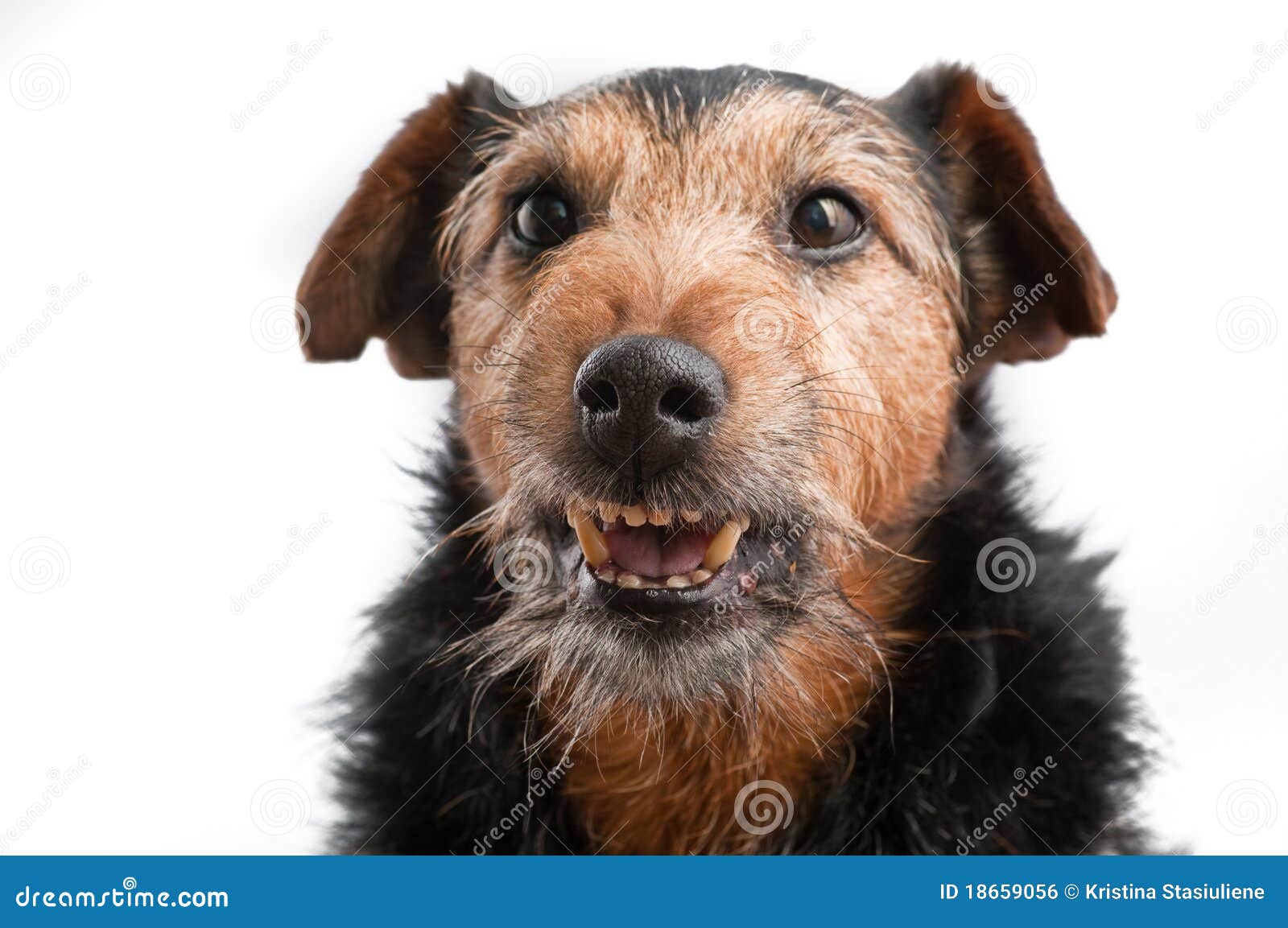 Perro enojado foto de archivo. Imagen de hostilidad, agresivo - 18659056