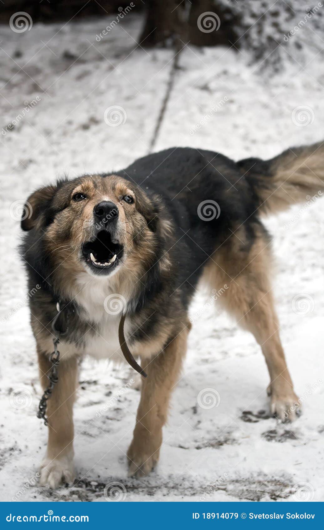 Perro enojado imagen de archivo. Imagen de agresivo, dientes - 18914079