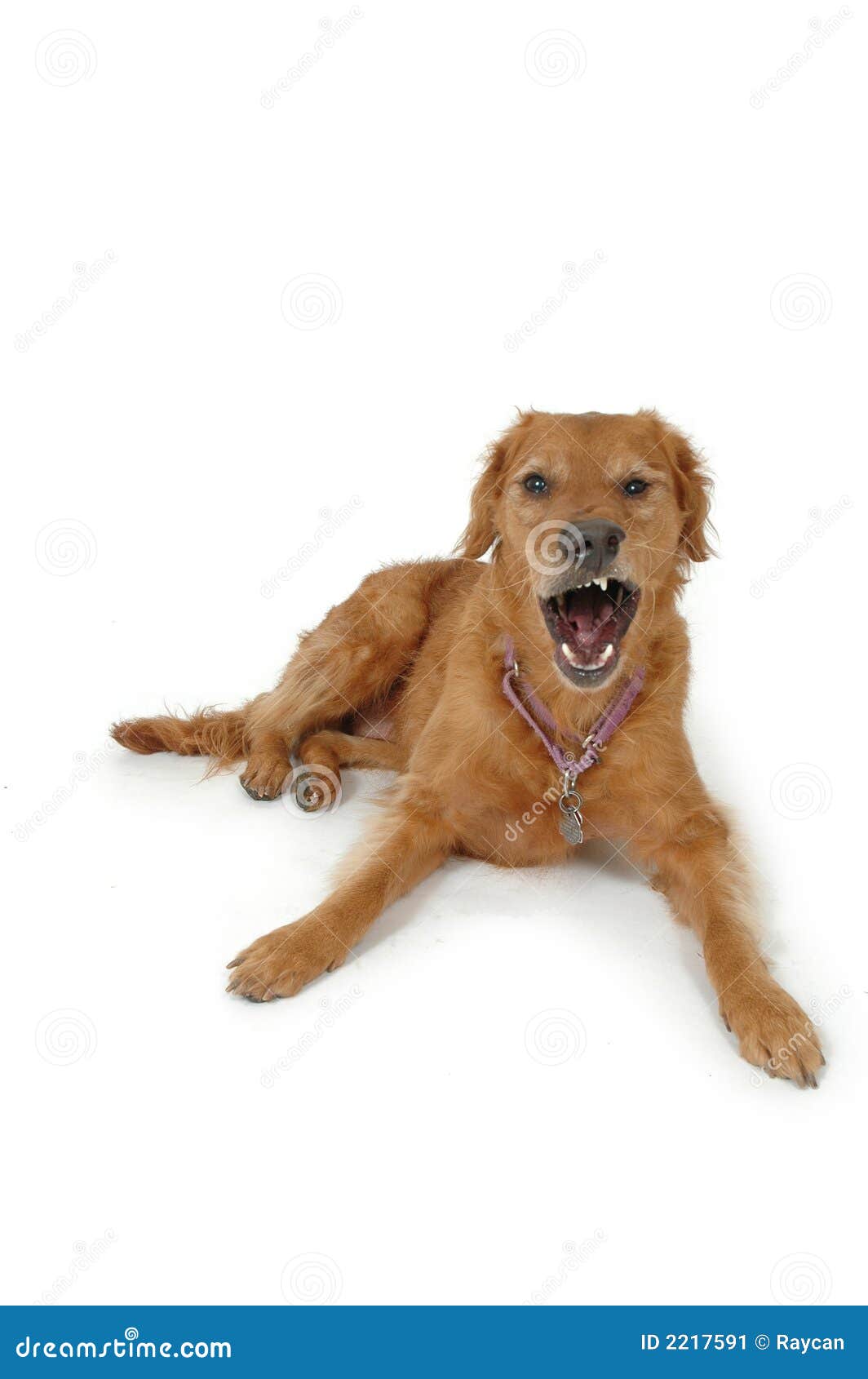 Perro enojado imagen de archivo. Imagen de mascota, clave - 2217591