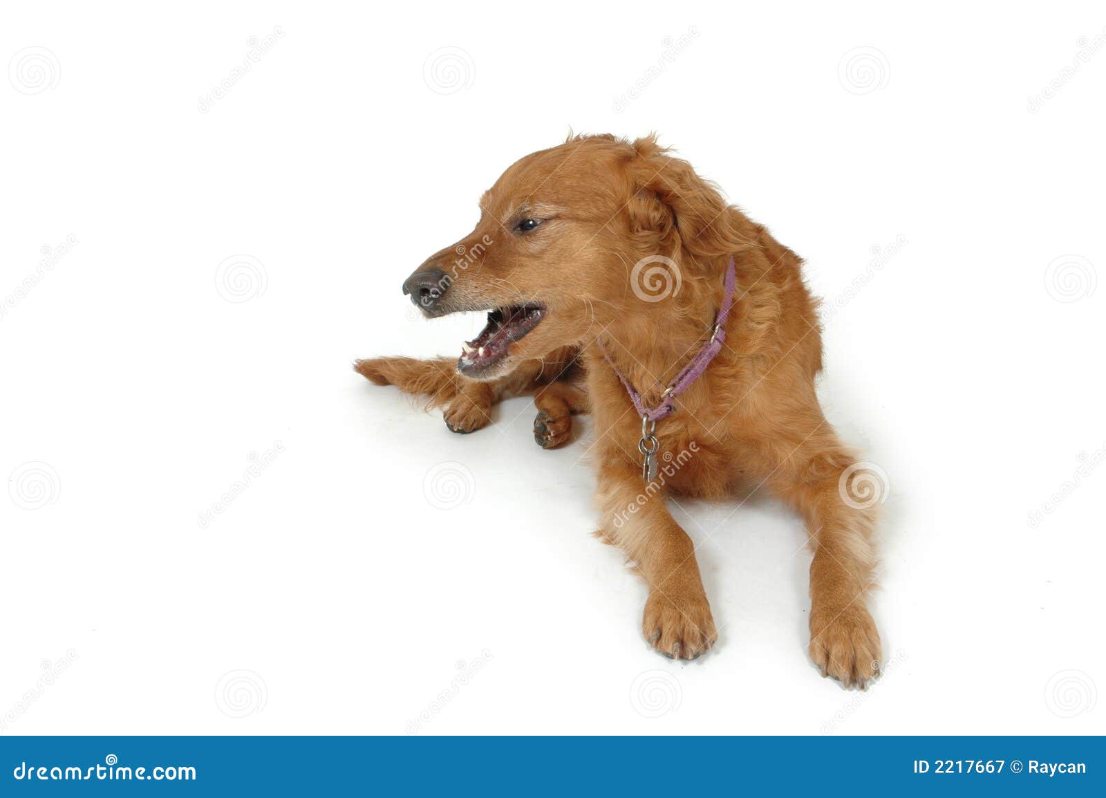 Perro enojado imagen de archivo. Imagen de heridas, feliz - 2217667