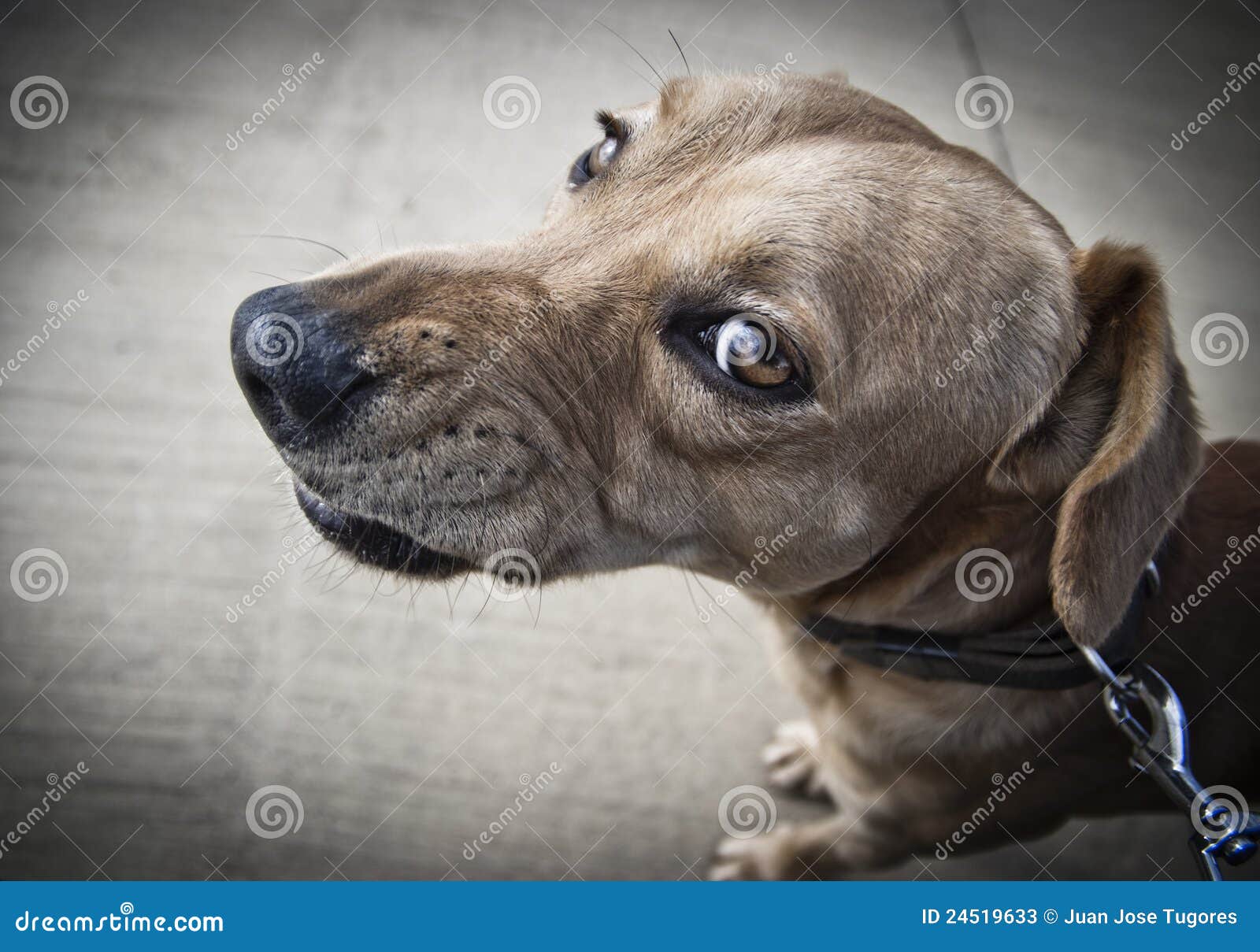 Perro enojado imagen de archivo. Imagen de peligro, perros - 24519633