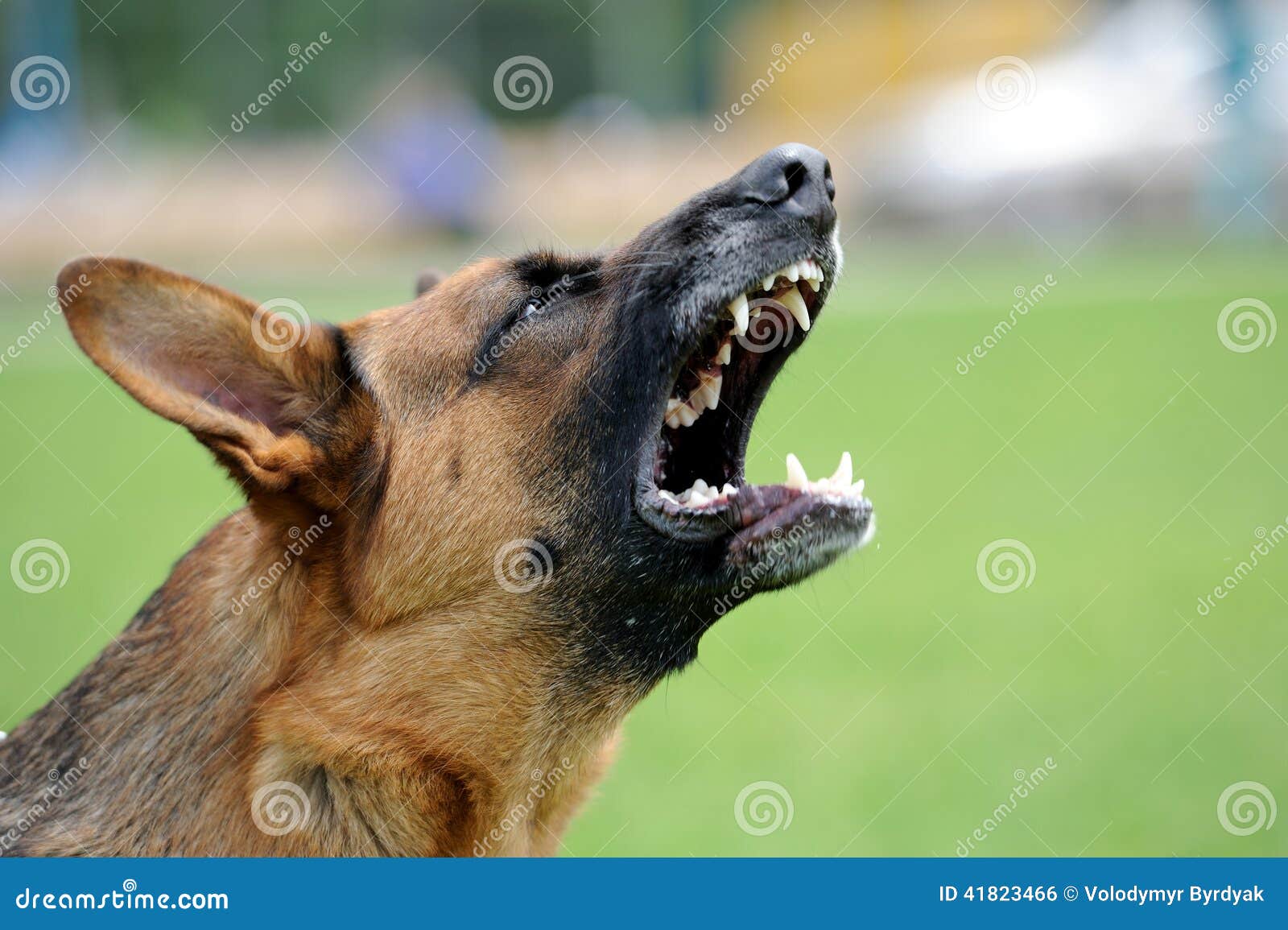 Perro enojado foto de archivo. Imagen de colmillo, poderoso - 41823466