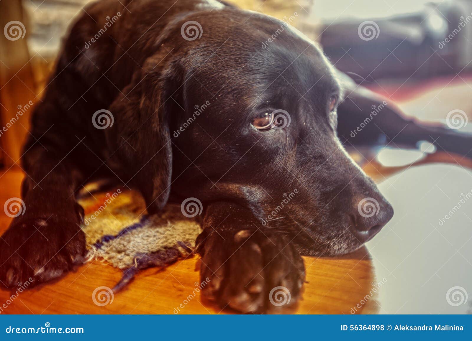 Perro enojado foto de archivo. Imagen de labrador, animal - 56364898