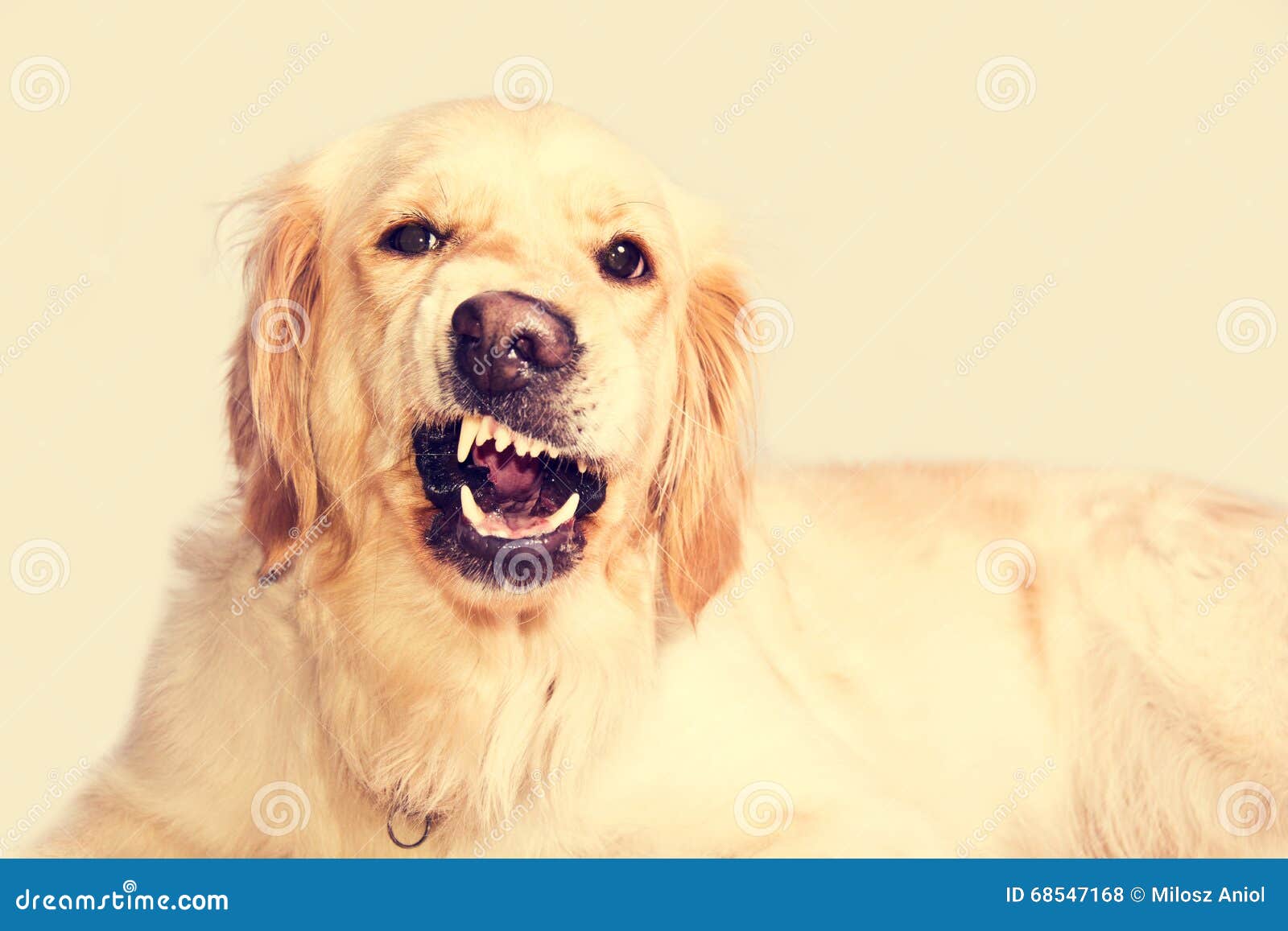 Perro Enojado Del Golden Retriever Foto de archivo - Imagen de caza ...