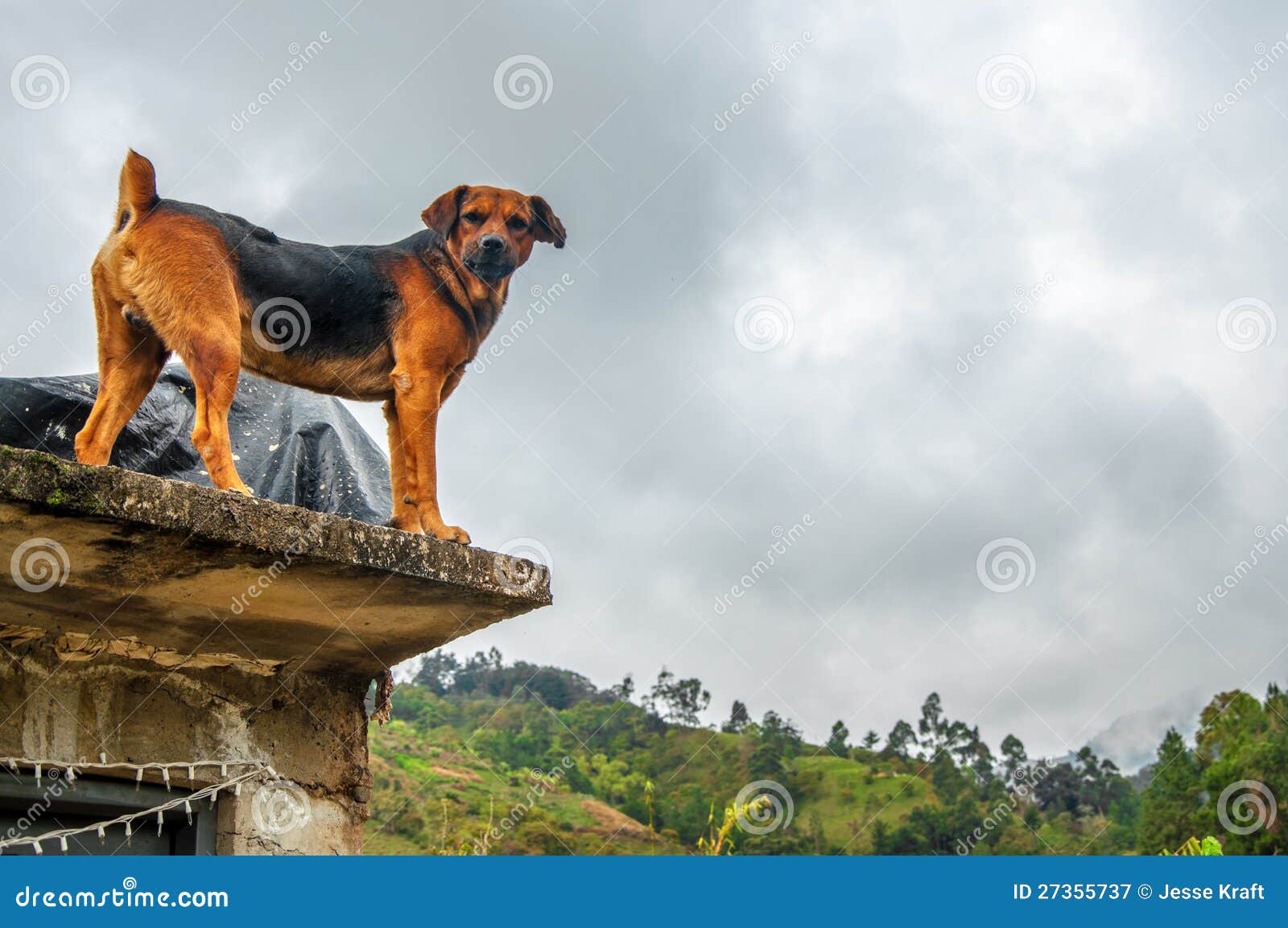 Perro Enojado En Una Azotea Imagen de archivo - Imagen de peligro ...
