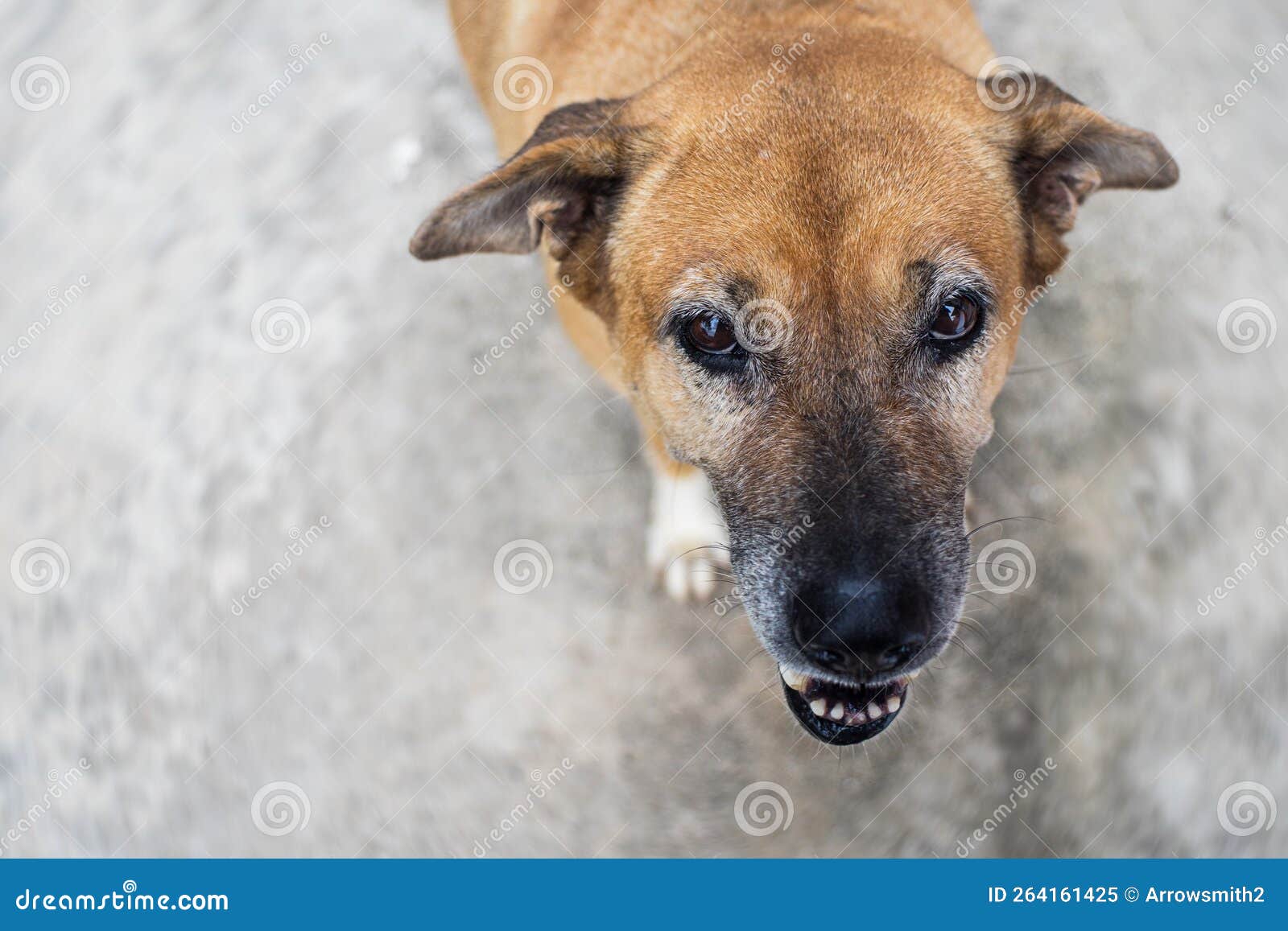 Perro Enojado. Perro Está Mirando Y Atacando Imagen de archivo - Imagen ...