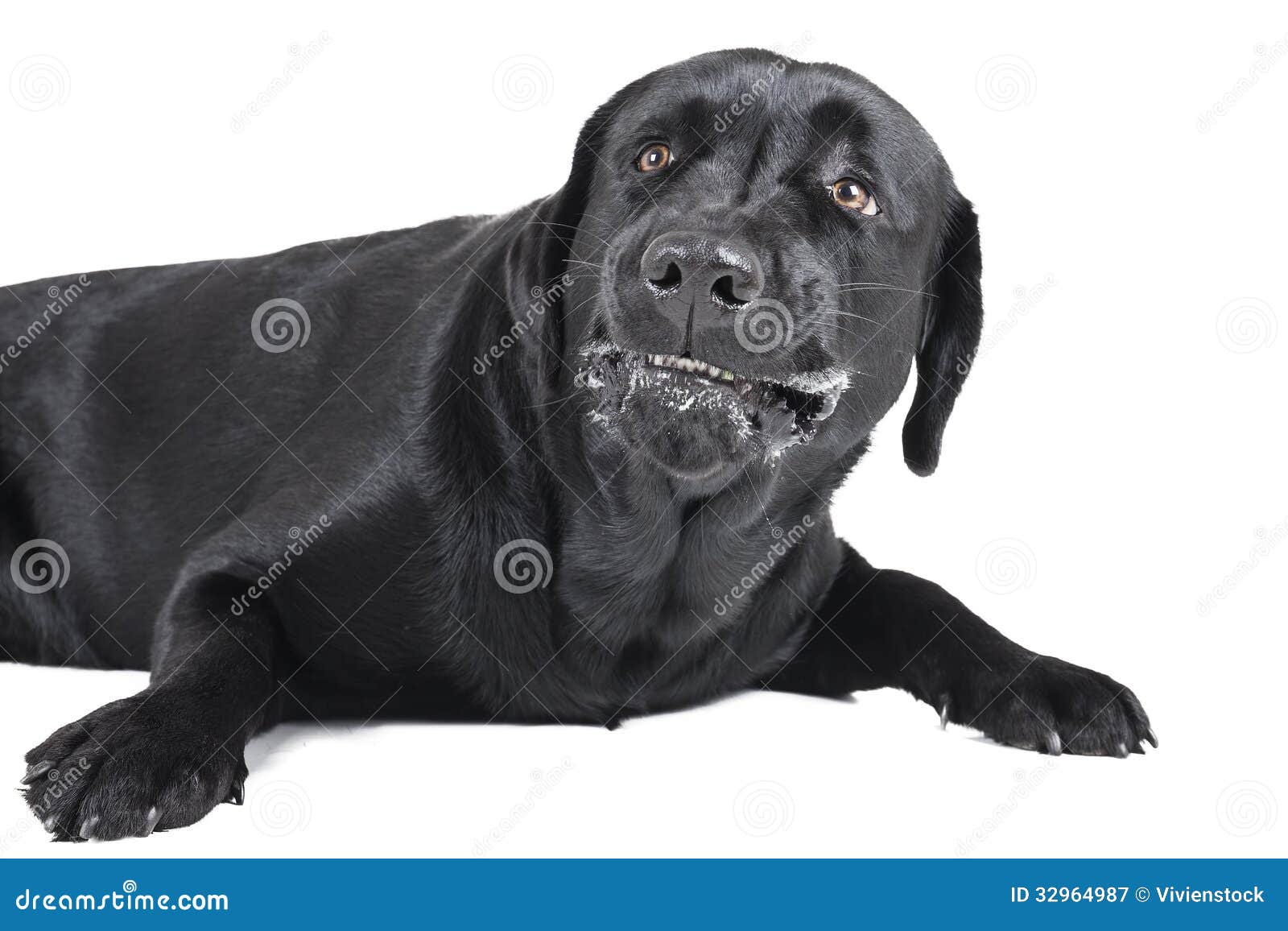 Perro enojado (Labrador) imagen de archivo. Imagen de holanda - 32964987