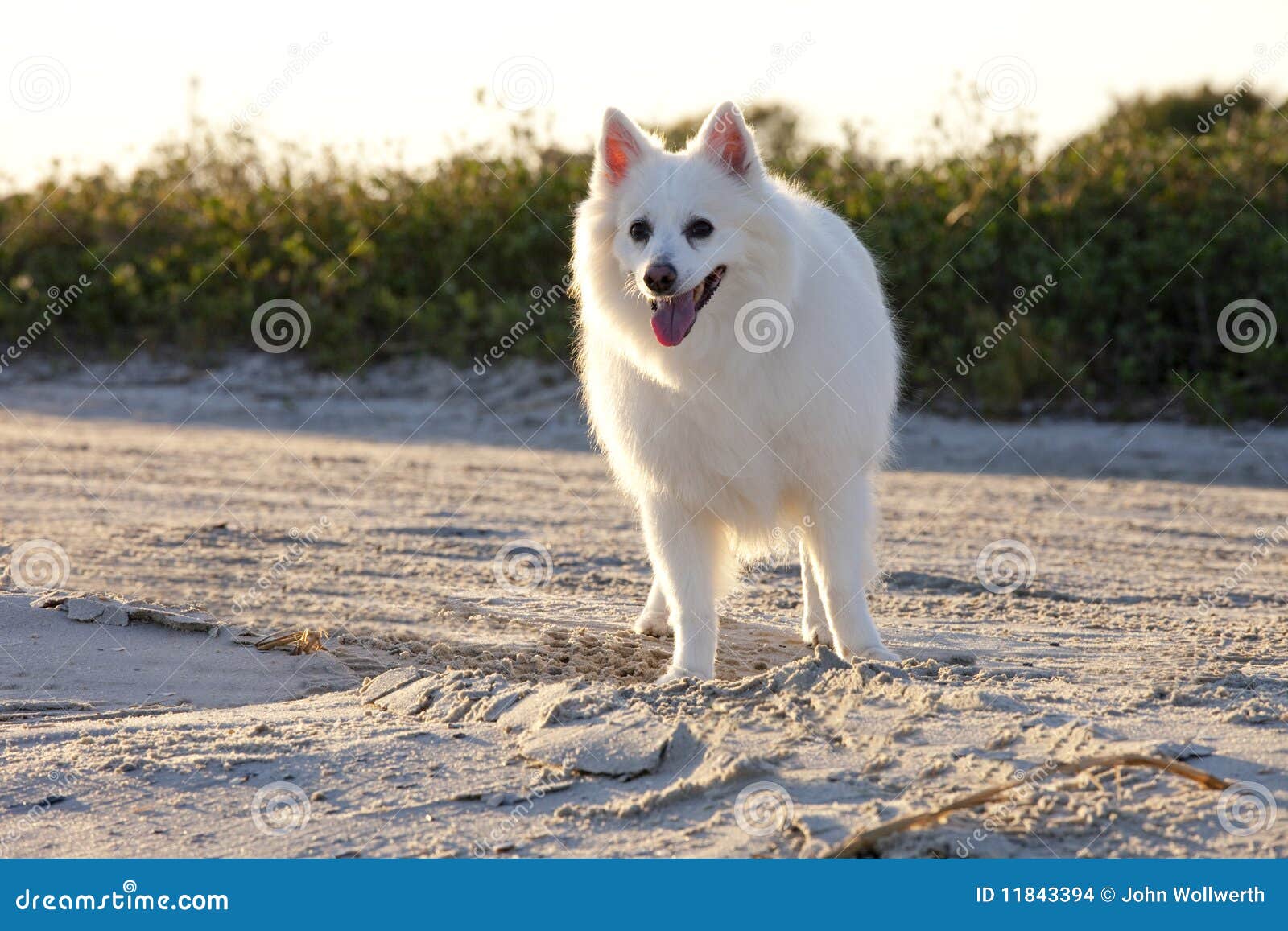 Perro esquimal americano foto de archivo. Imagen de casta - 11843394
