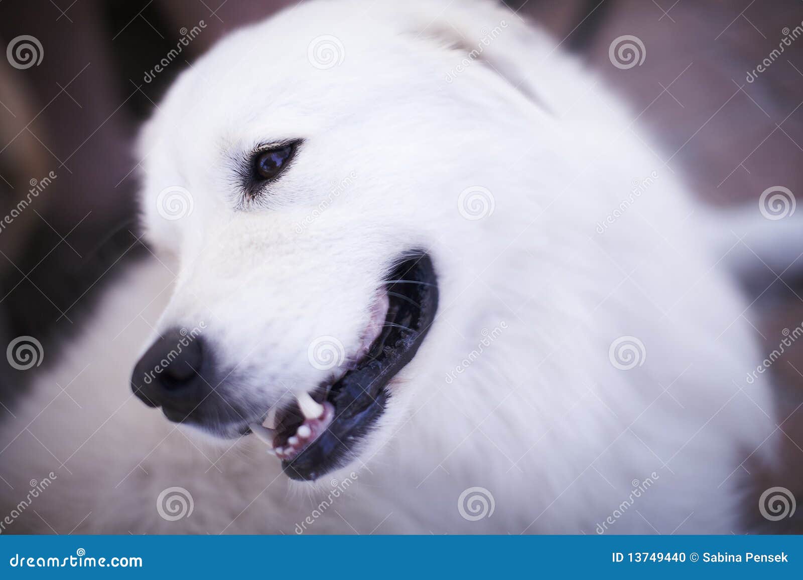 Perro esquimal americano foto de archivo. Imagen de melena - 13749440