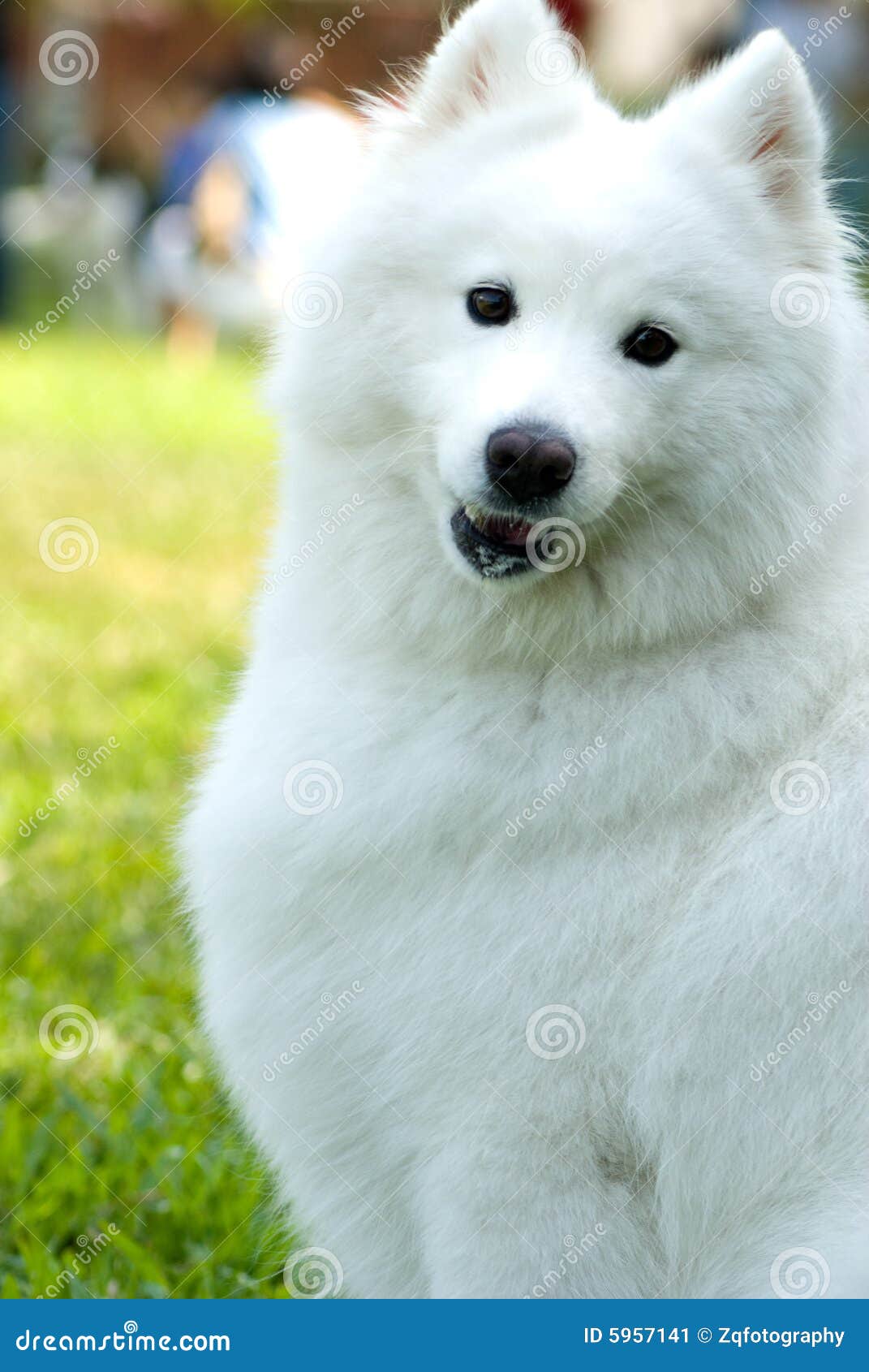 Perro esquimal americano imagen de archivo. Imagen de animal - 5957141