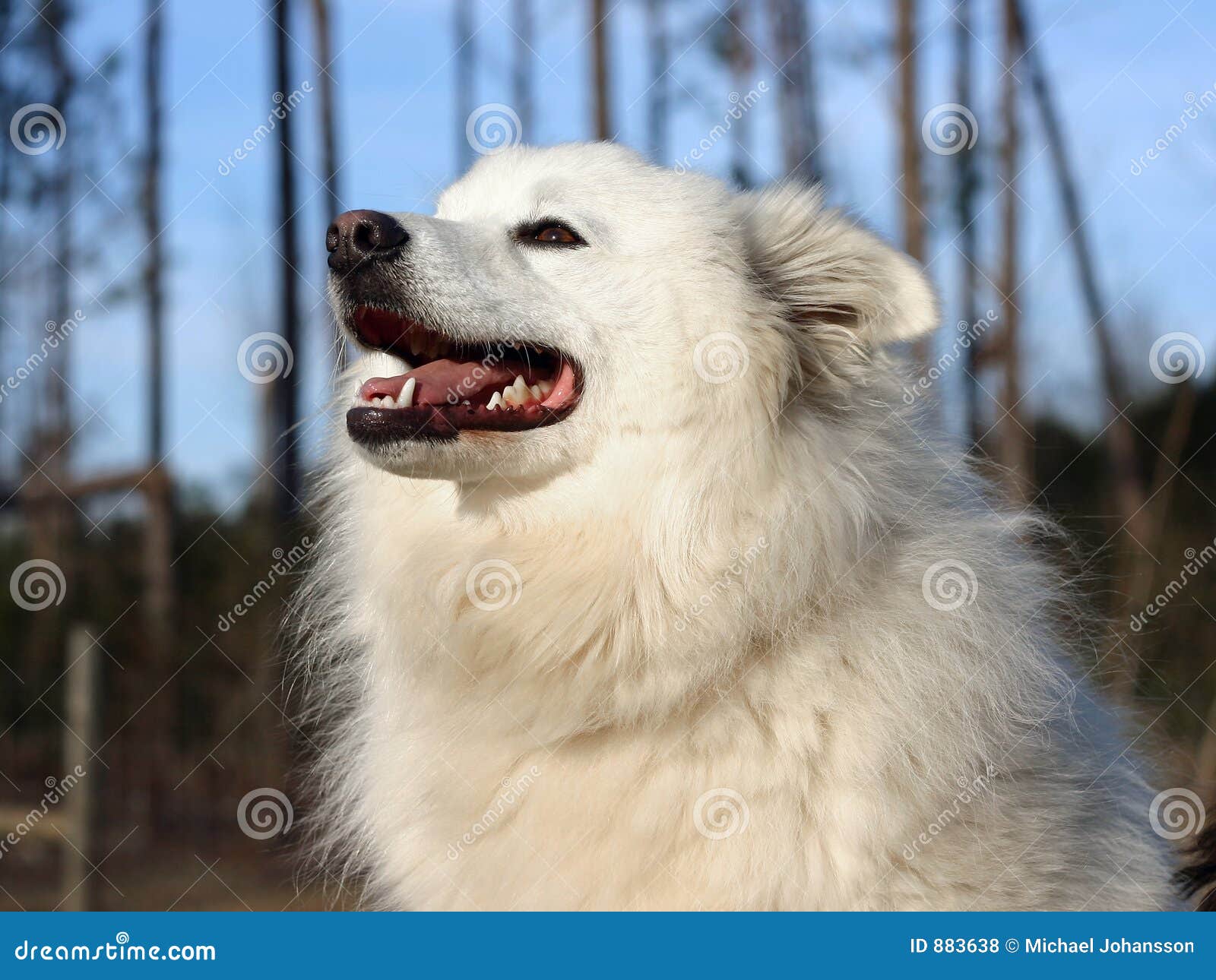 Perro esquimal americano foto de archivo. Imagen de canino - 883638