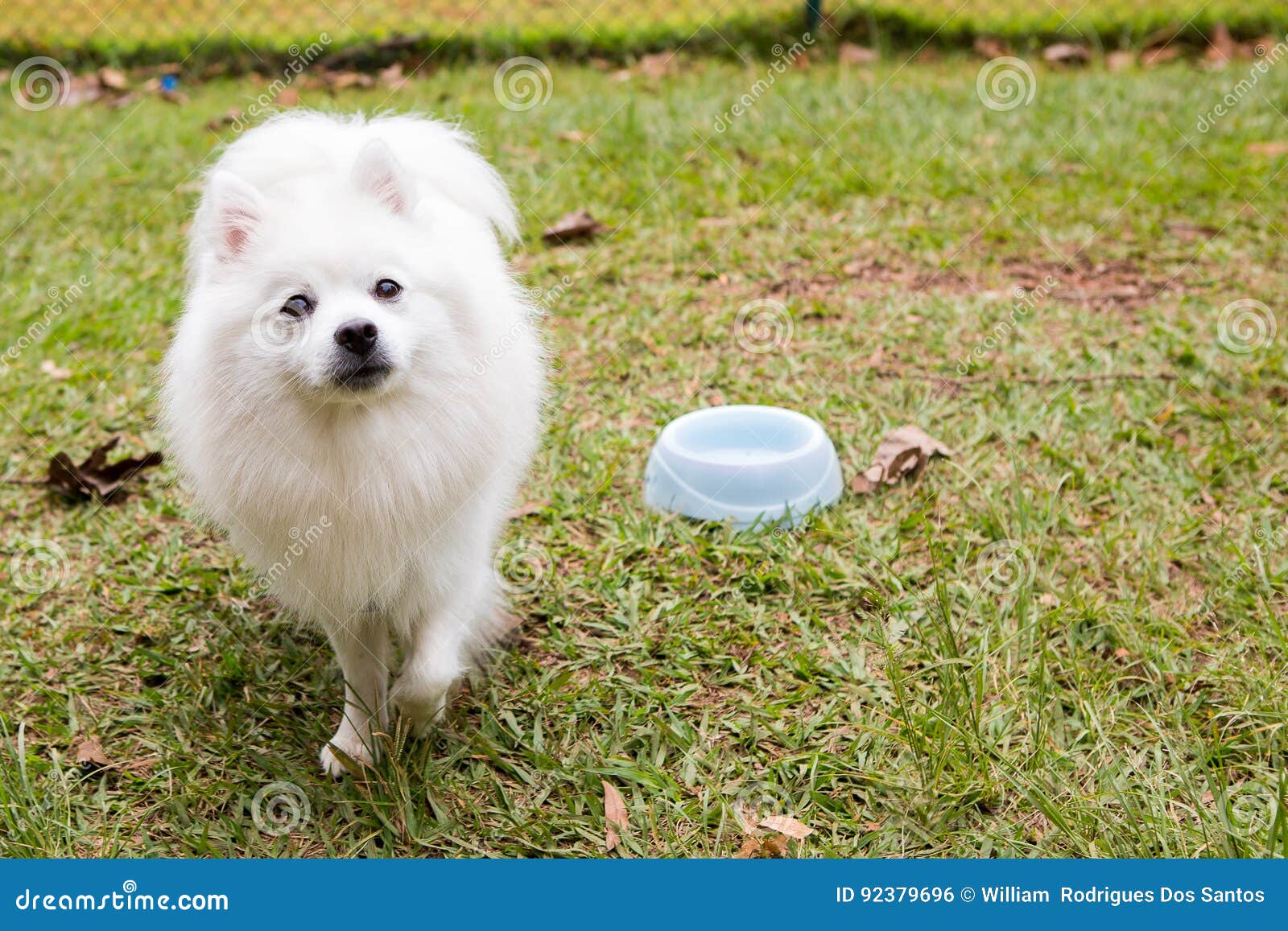 Perro esquimal americano foto de archivo. Imagen de piel - 92379696