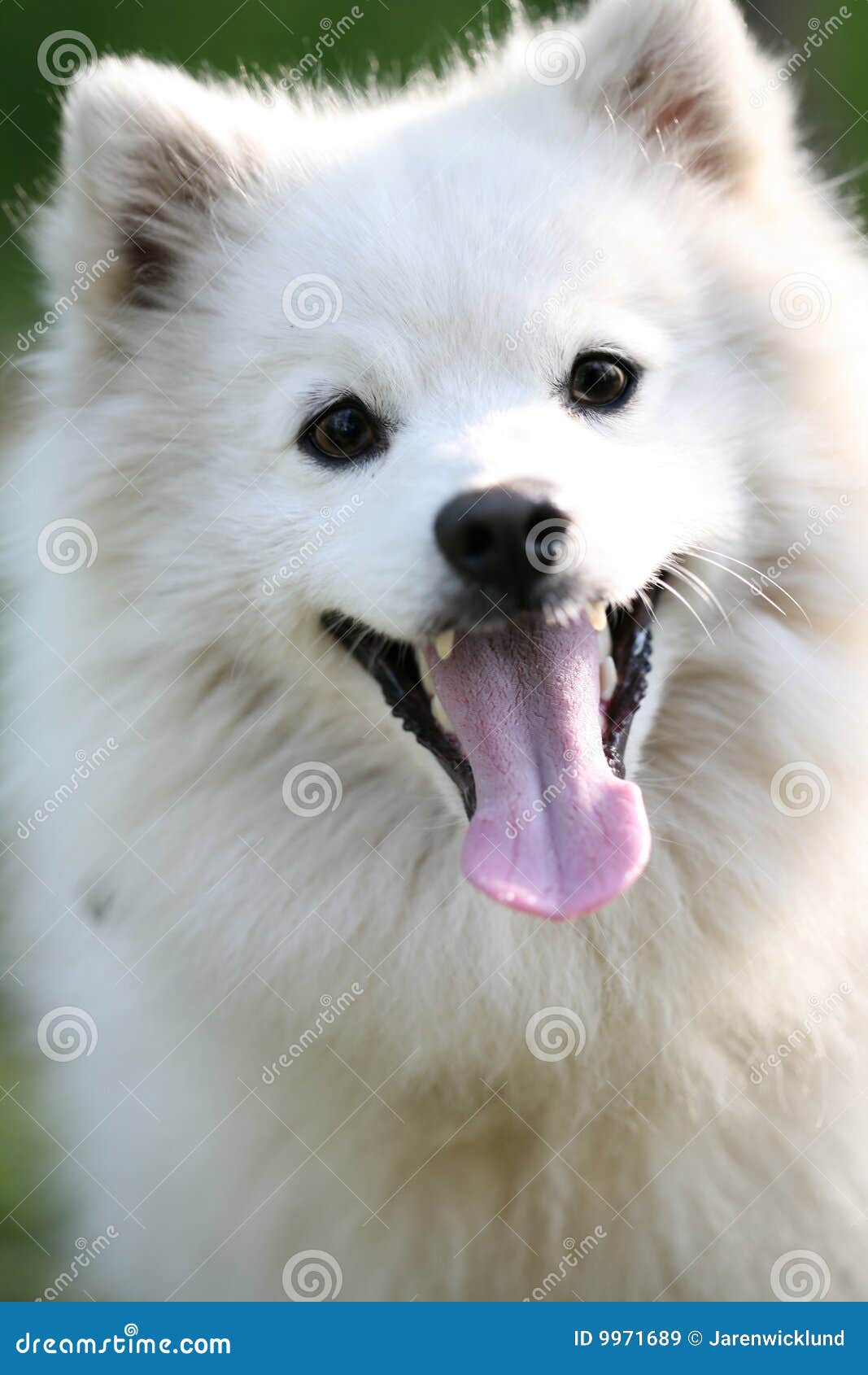 Perro Esquimal De Alaska Blanco Imagen de archivo - Imagen de alaska ...