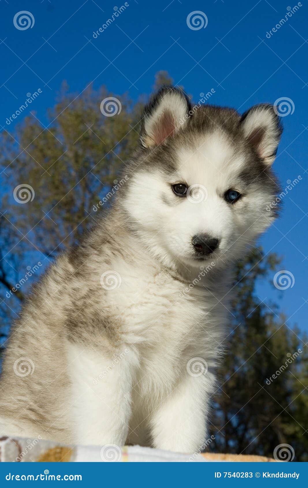 Perro Esquimal Del Animal Doméstico Imagen de archivo - Imagen de ...