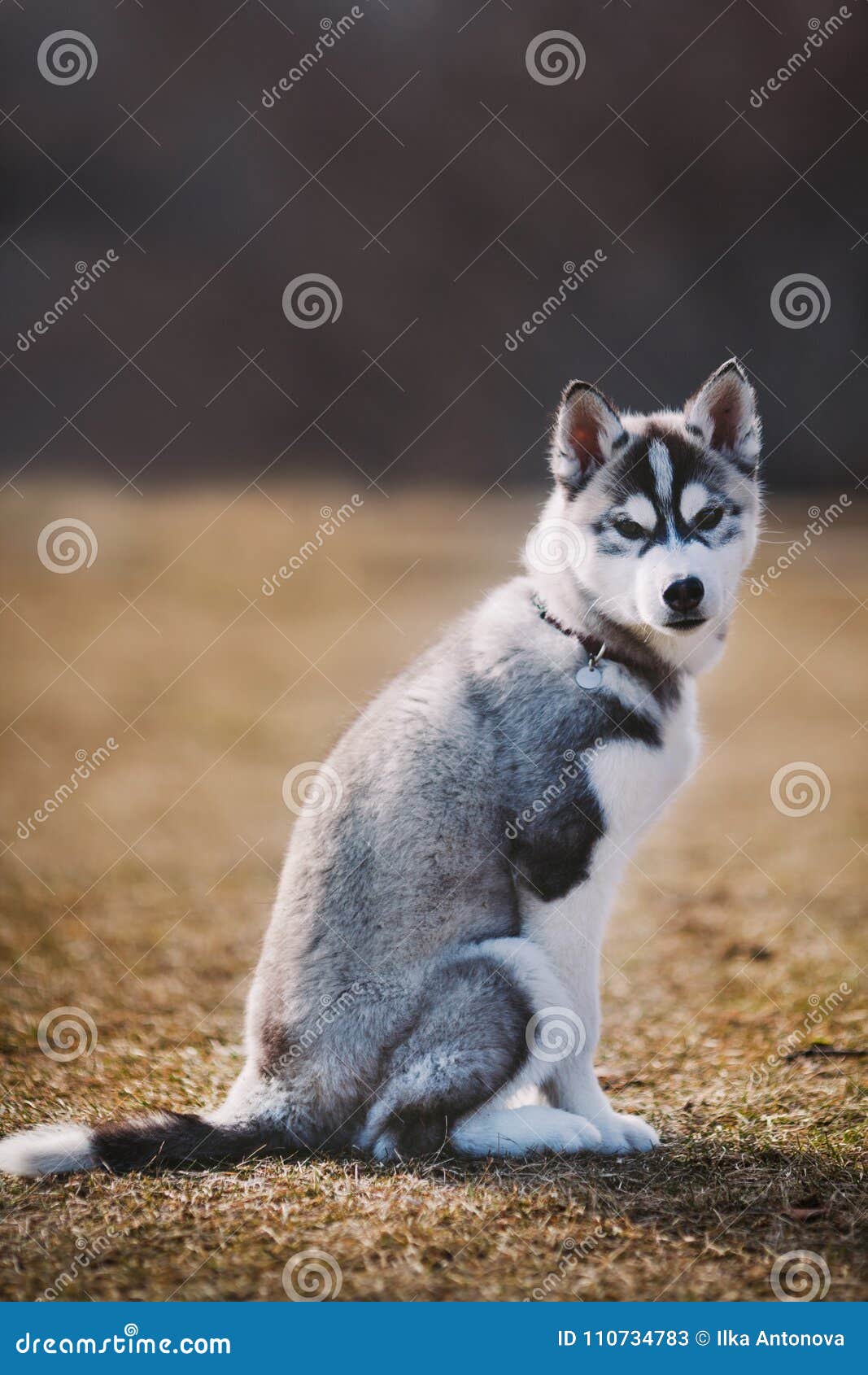 Perro Esquimal Del Perrito En El Parque Imagen de archivo - Imagen de ...