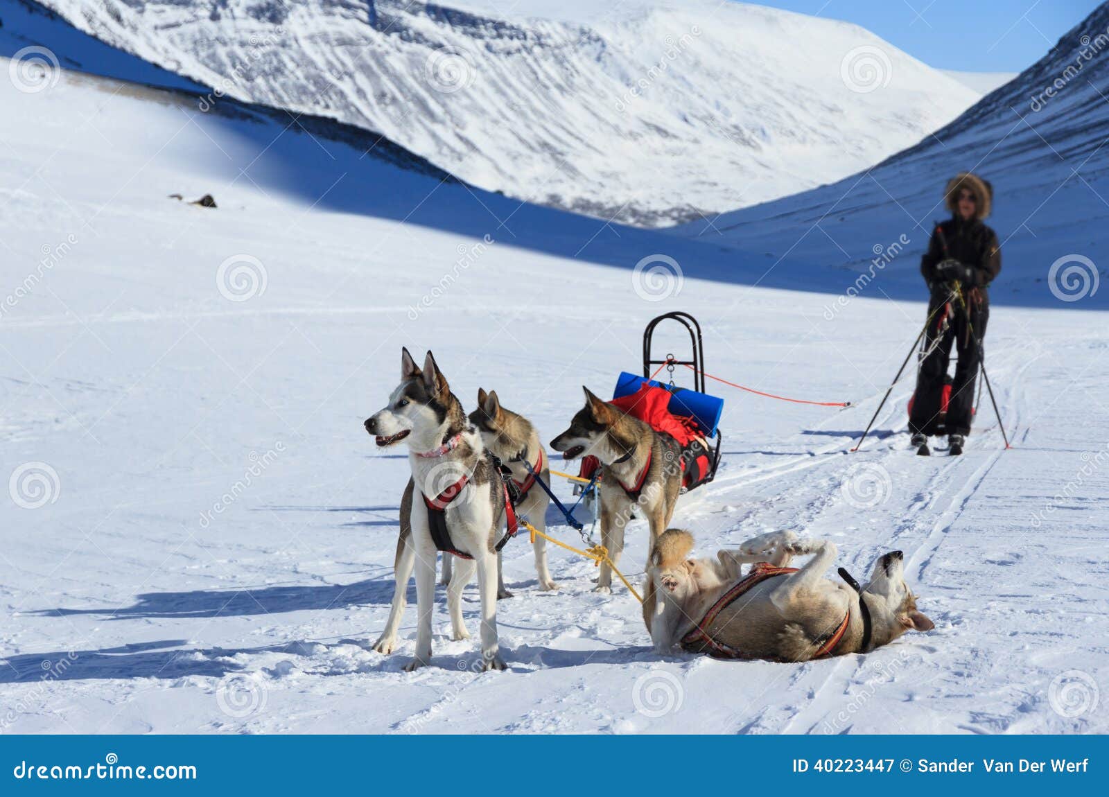Perro esquimal en Laponia imagen de archivo. Imagen de canino - 40223447