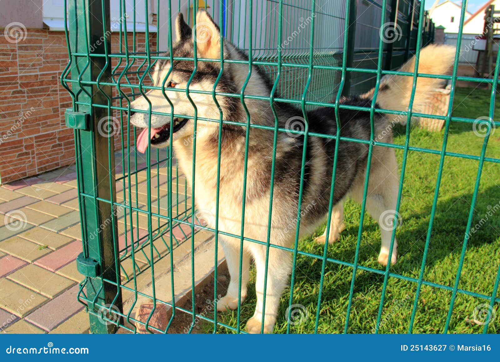 Perro Esquimal En Una Jaula Imagen de archivo - Imagen de exterior ...