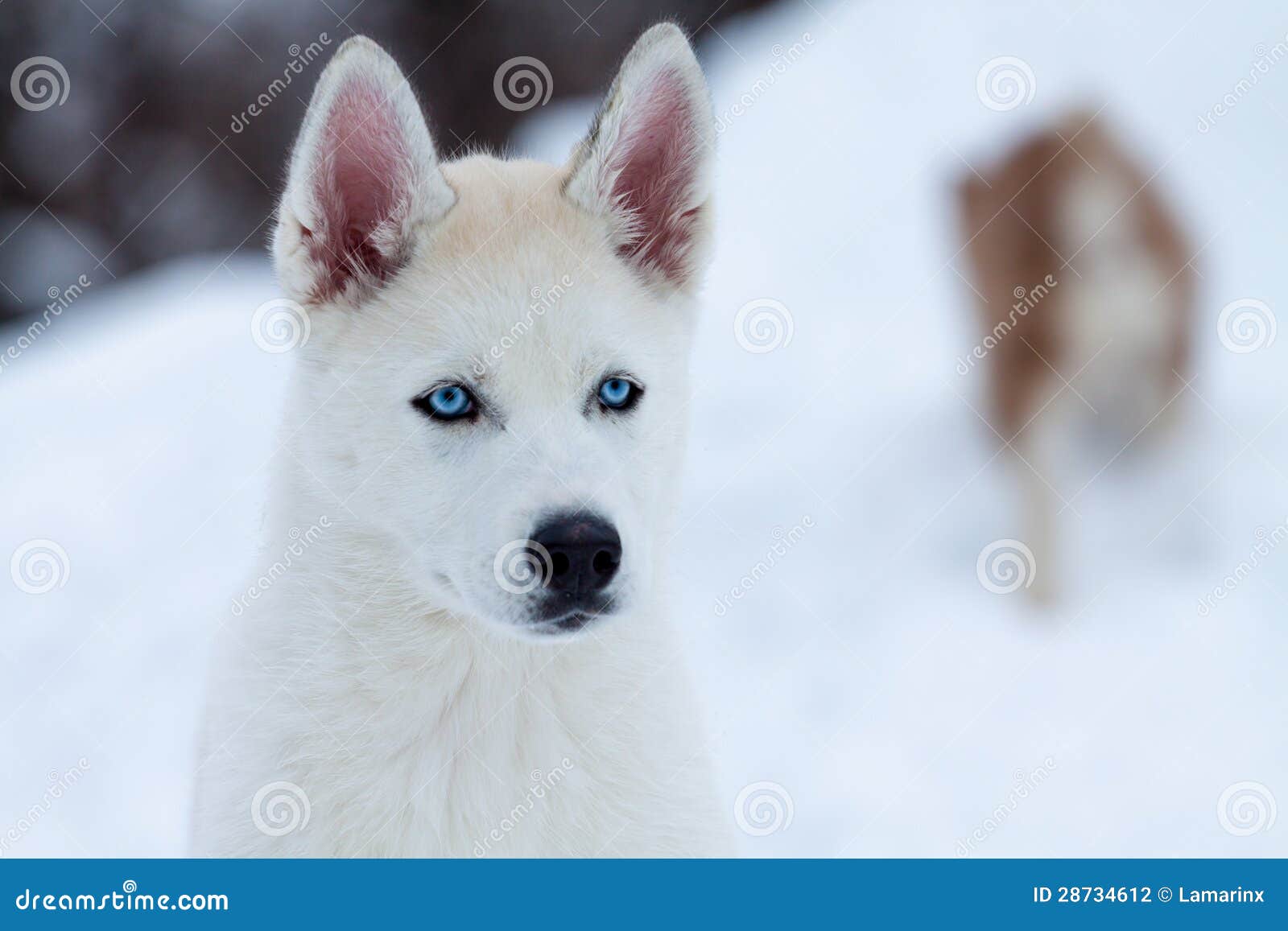 Perro Blanco Con Ojos Azules Fotos Gratis : Blanco, Perro, Animal,