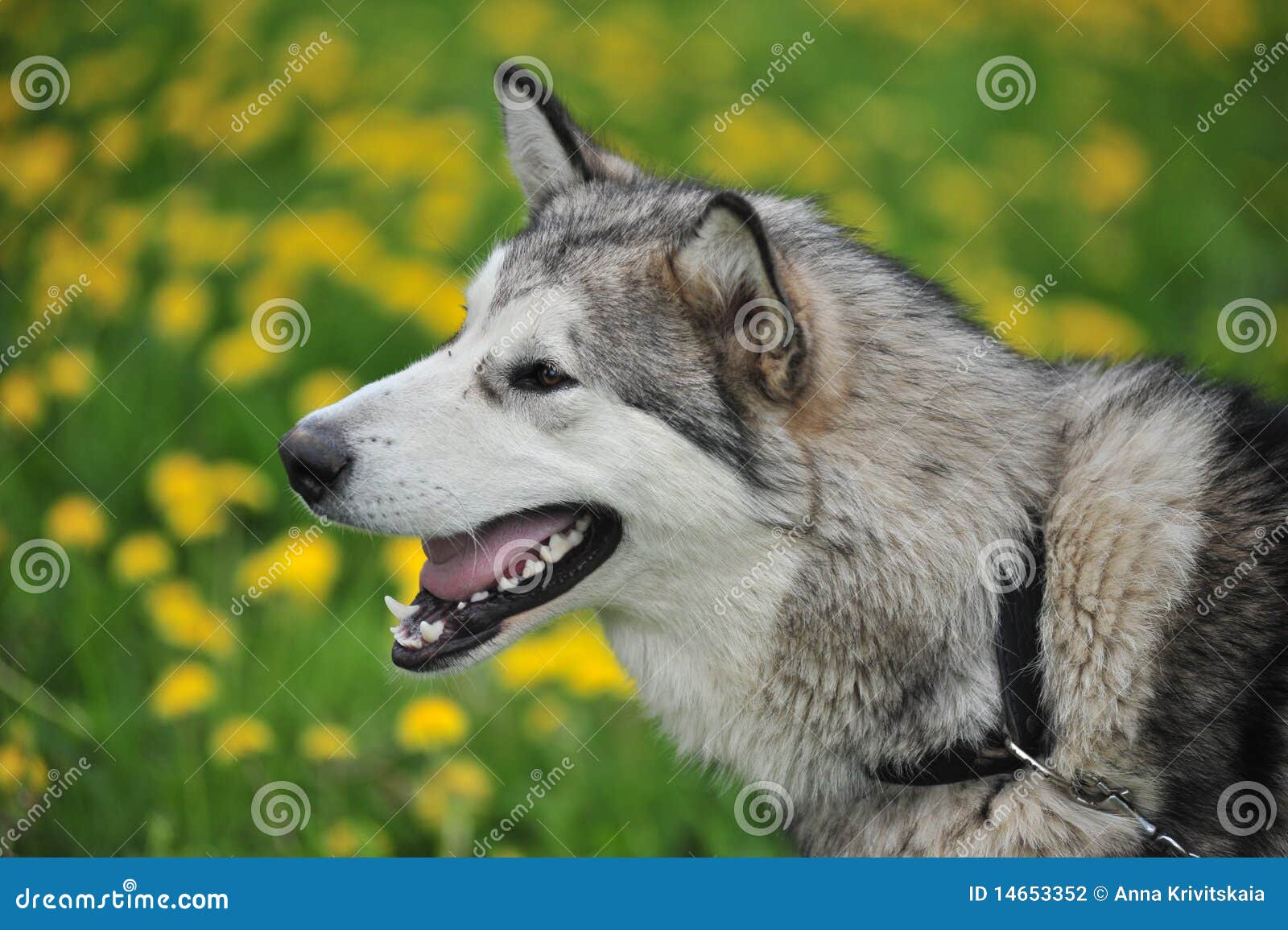 Perro Esquimal, Retrato Del Primer De Un Perro Foto de archivo - Imagen ...