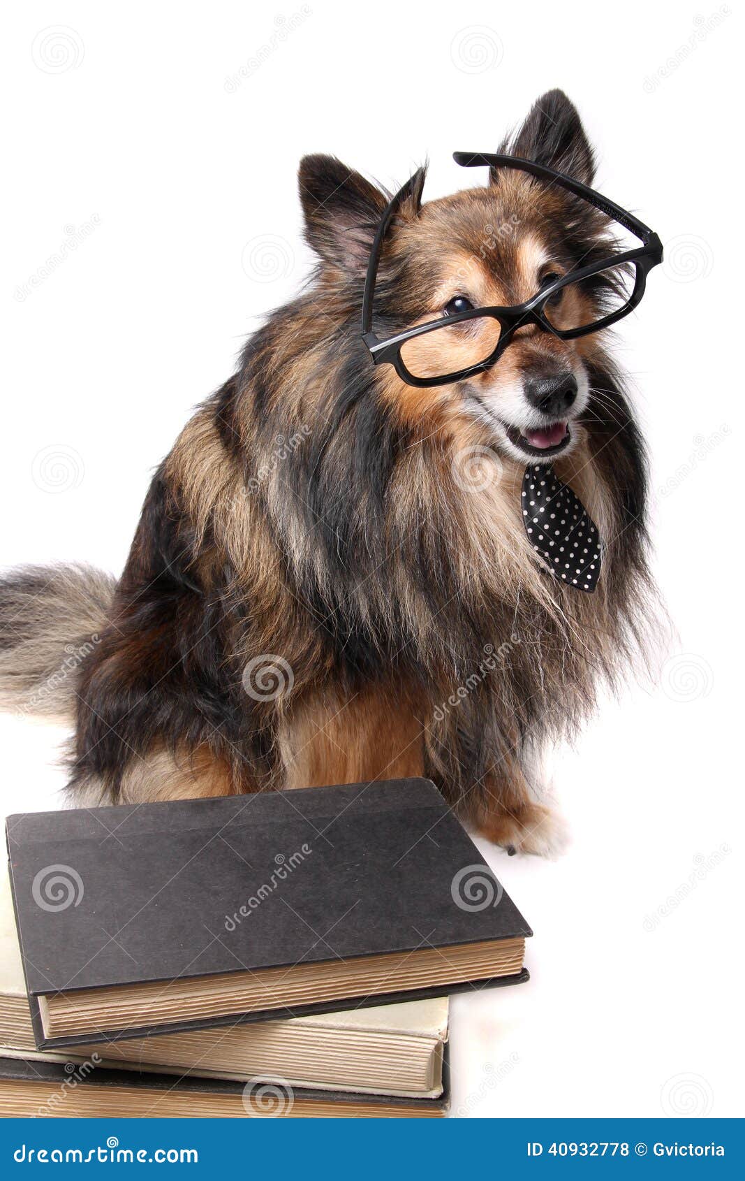 Perro estudioso de Sheltie foto de archivo. Imagen de sabio - 40932778