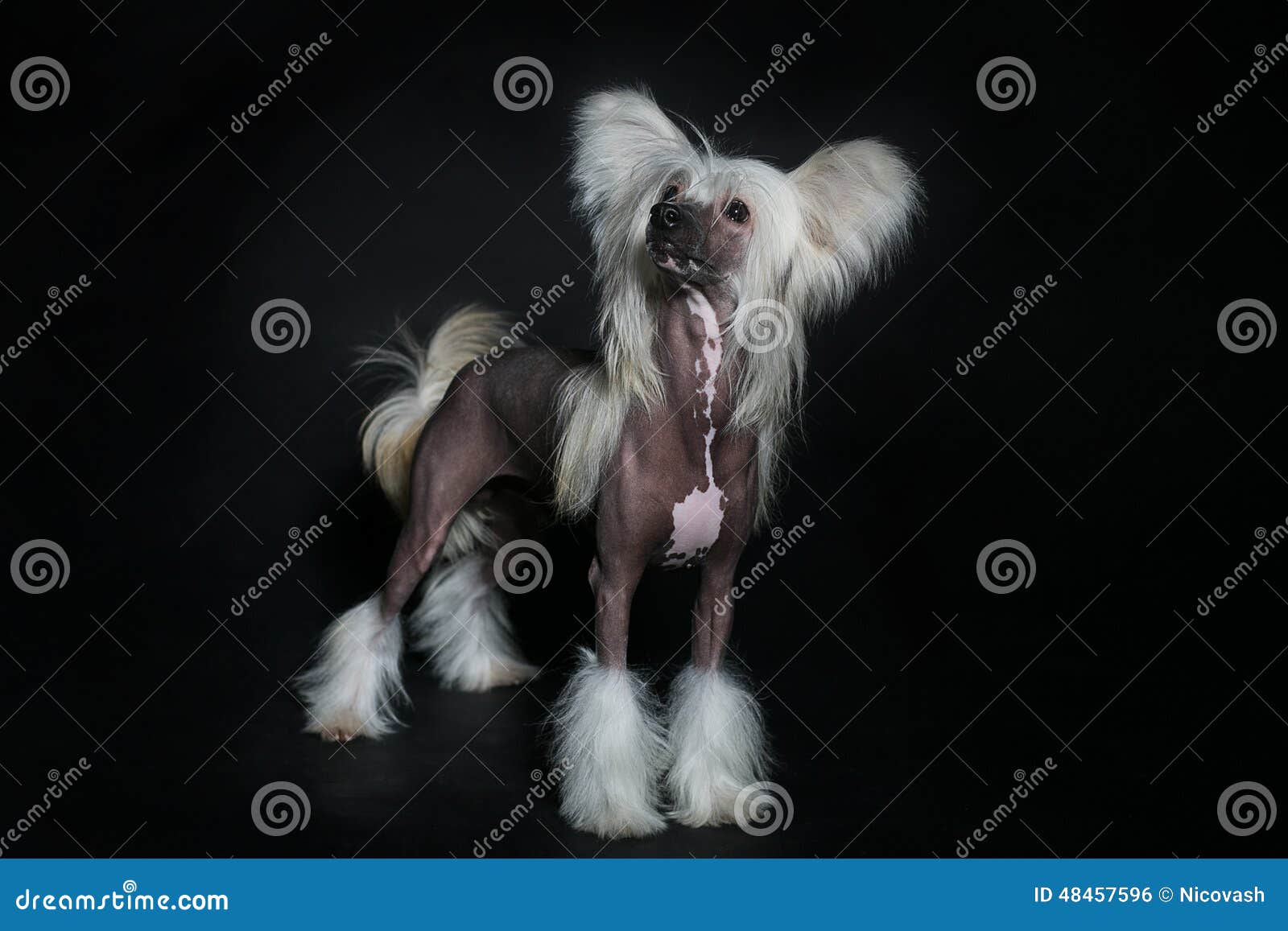 Perro Faldero En La Exposición Foto de archivo - Imagen de mano, york ...